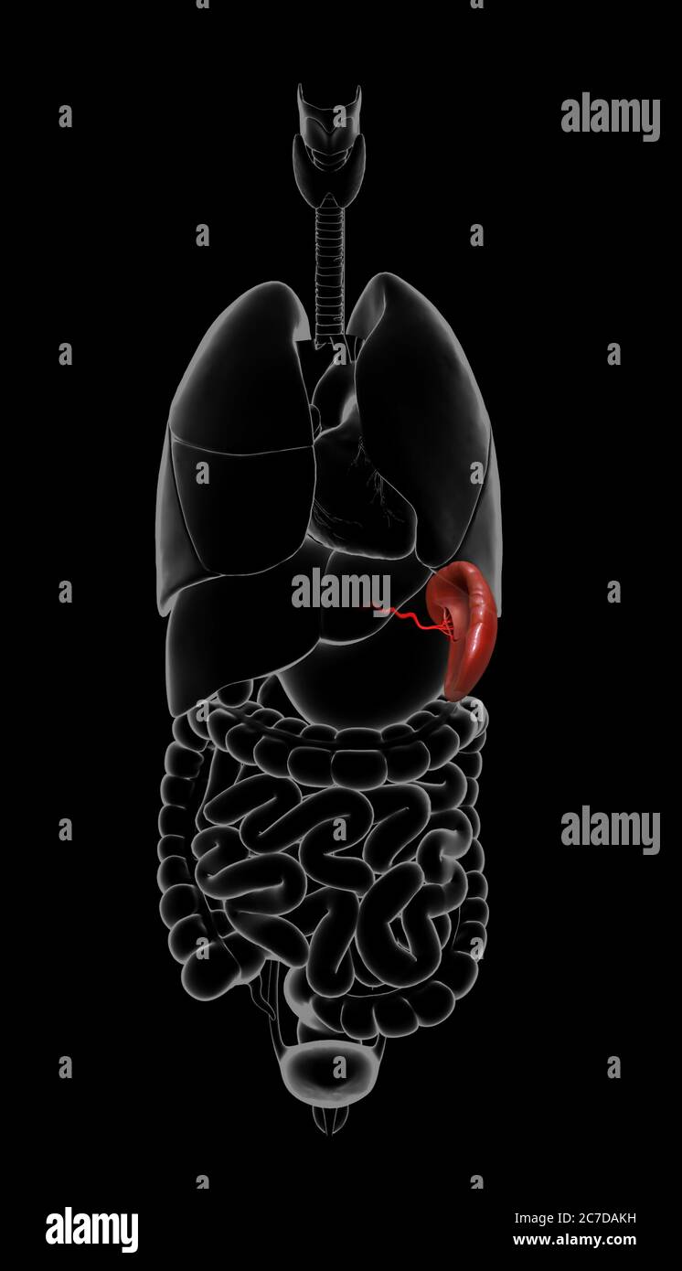 3d rendered, medically accurate illustration of a male Spleen Anatomy ...
