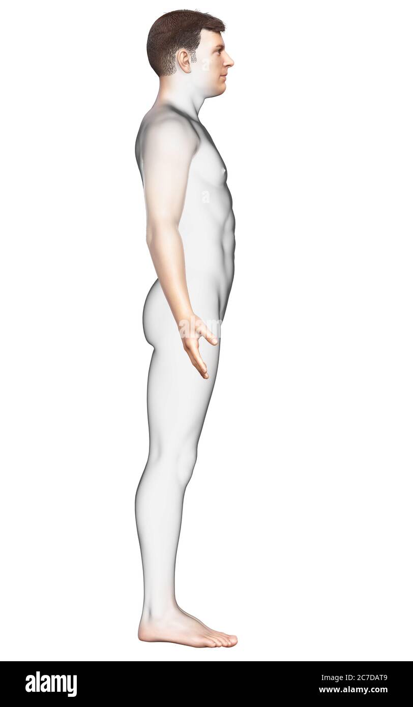 X ray body men Cut Out Stock Images & Pictures - Alamy