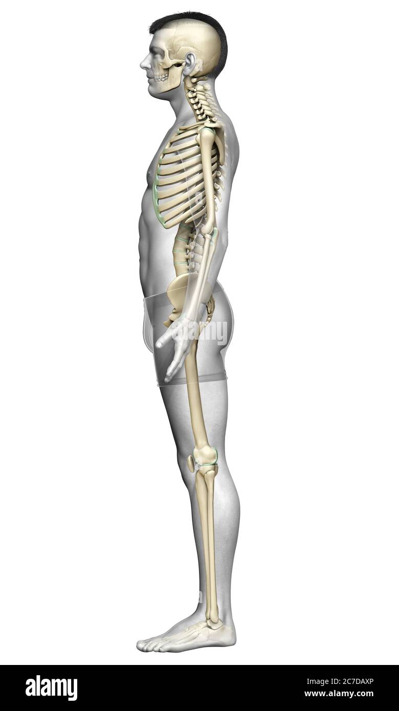 3d rendered, medically accurate illustration of a male skeleton system ...