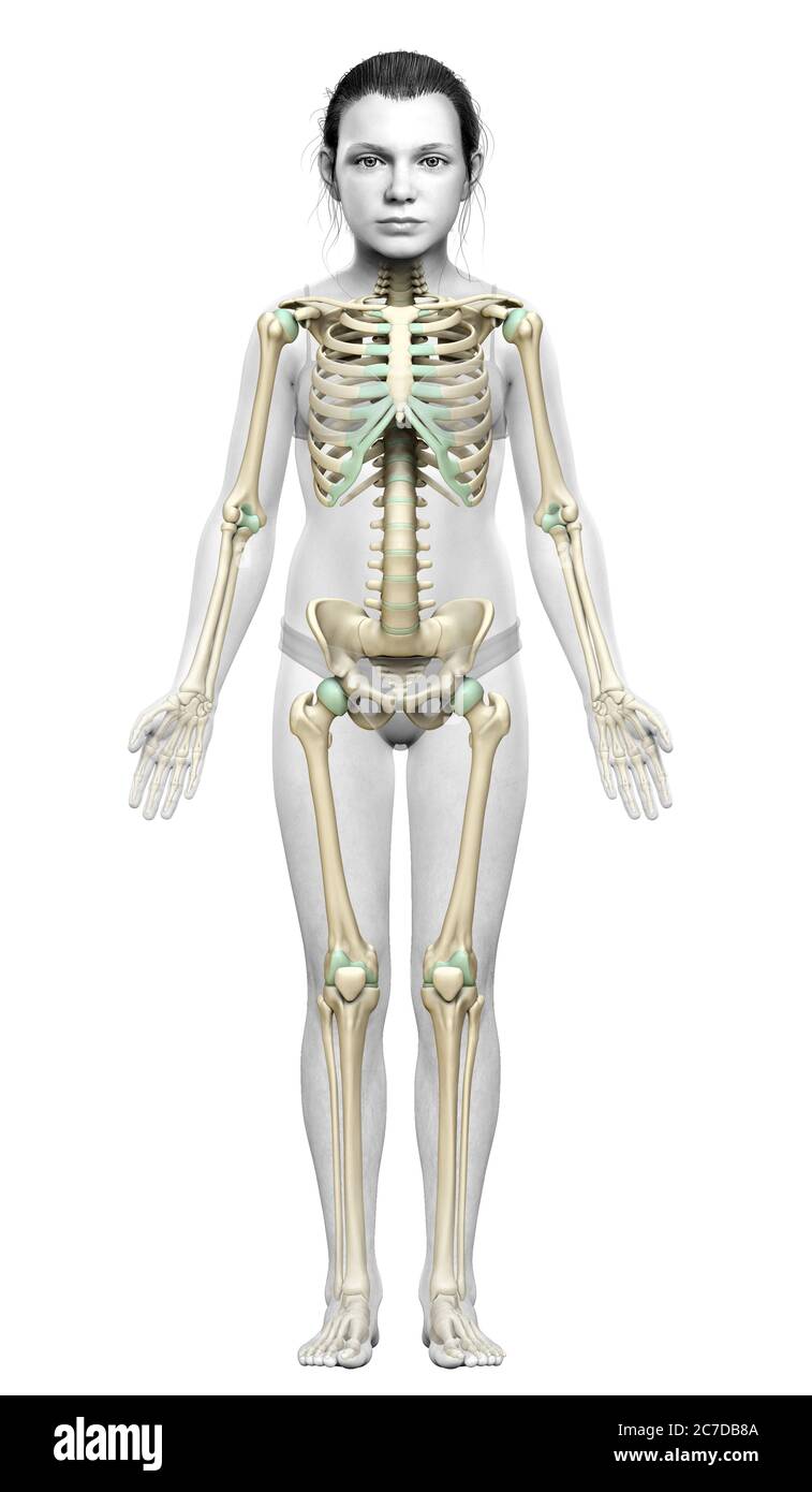 3d rendered, medically accurate illustration of a young girl skeleton ...