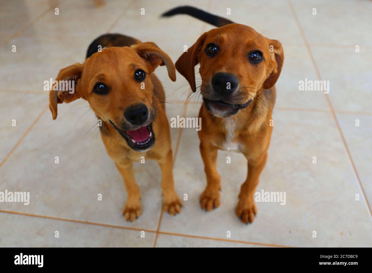Two cute puppies Stock Photo - Alamy