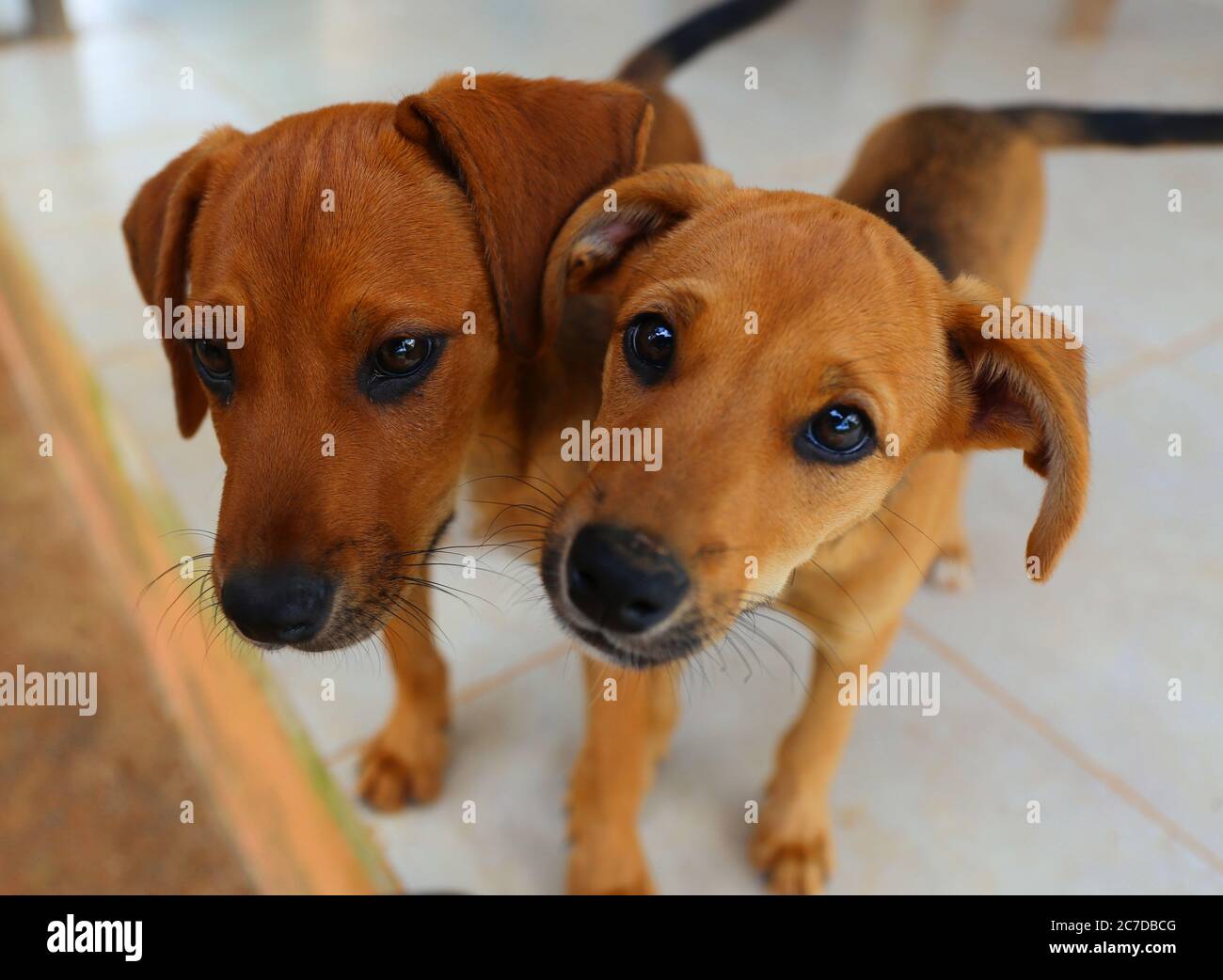 Two cute puppies Stock Photo - Alamy