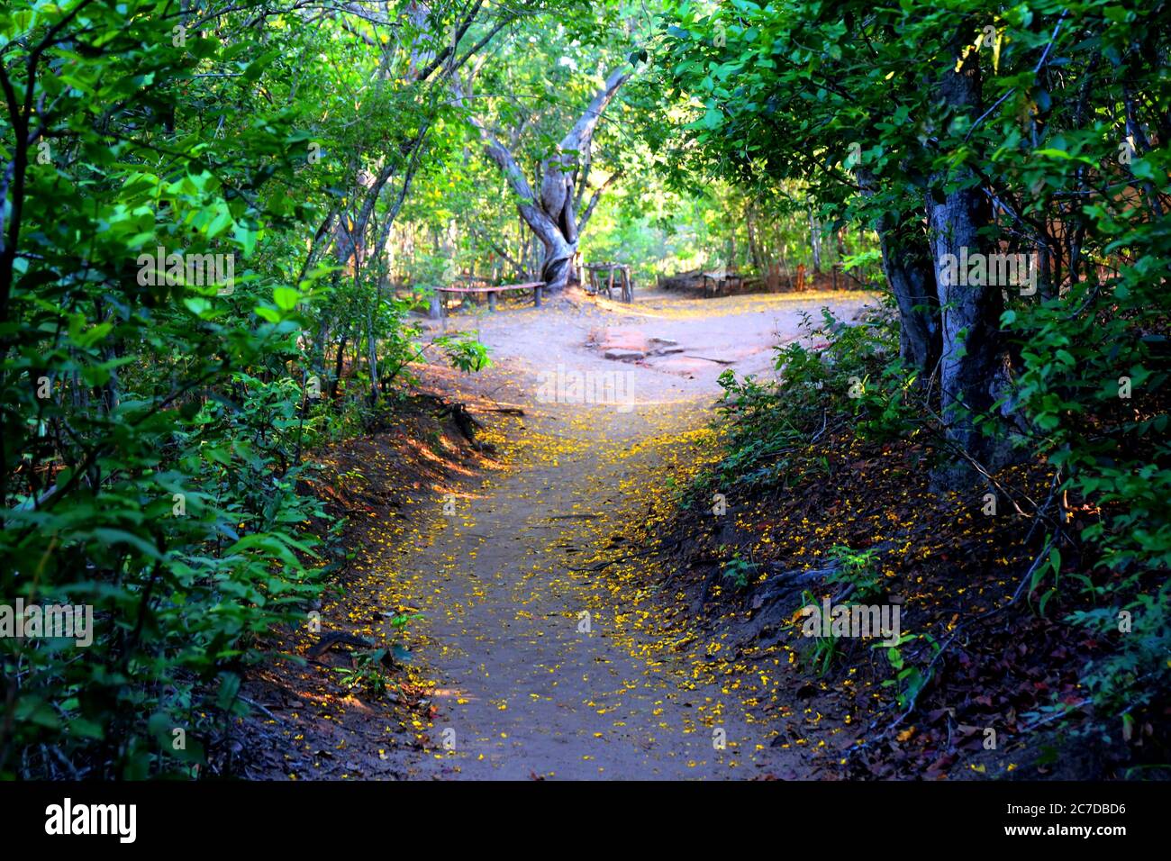 Rustic forest path in hi-res stock photography and images - Alamy
