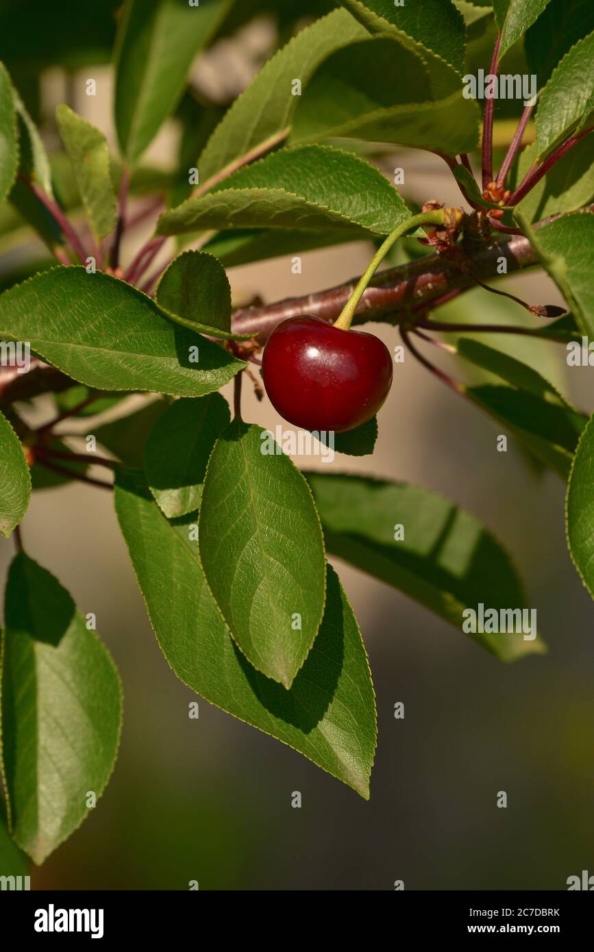 Cherries hanging on a cherry tree branch Stock Photo - Alamy