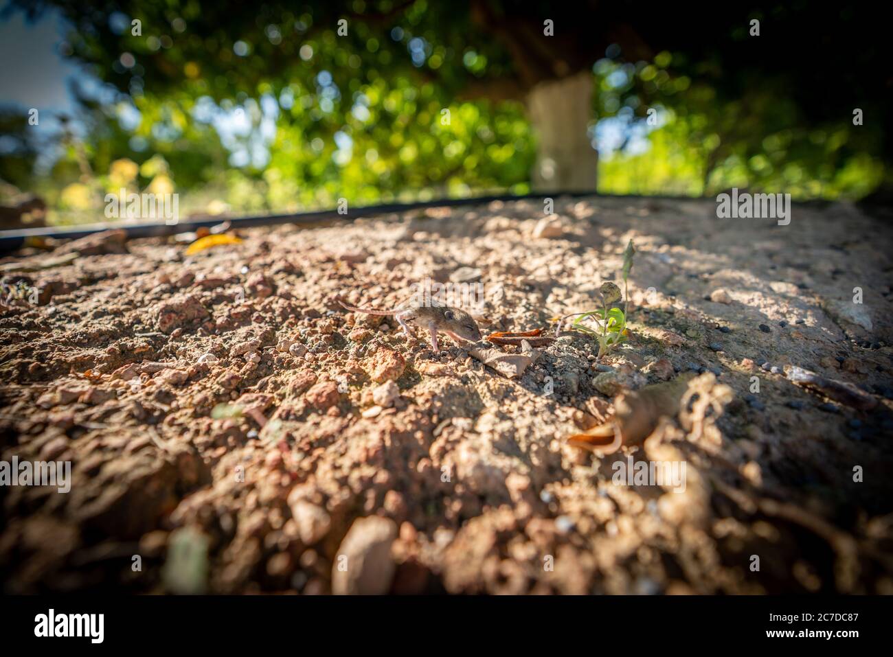 Mus spretus baby mouse smelling hi-res stock photography and images - Alamy