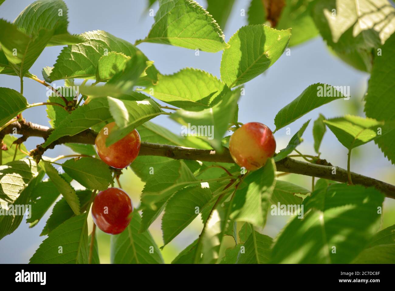 Cherries hanging on a cherry tree branch Stock Photo - Alamy