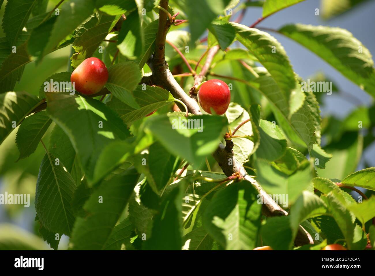Cherries hanging on a cherry tree branch Stock Photo - Alamy