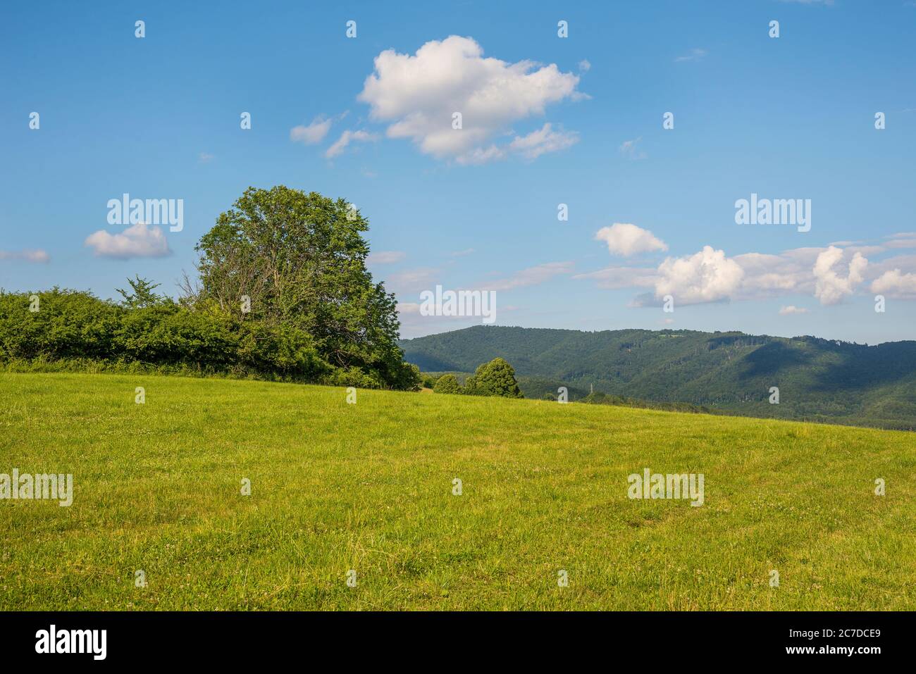Countryside at high noon. Rural scenery with trees and fields on the ...