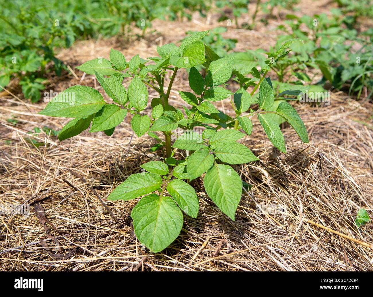 Permaculture organic gardening: Potato plant growing outdoors in mulch ...