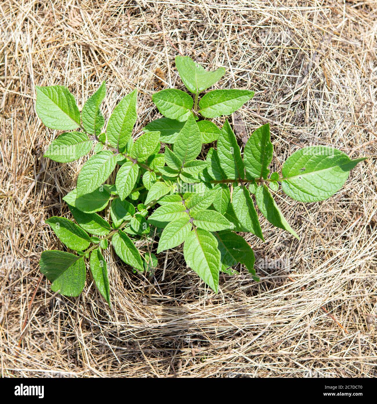 Permaculture organic gardening: Potato plant growing outdoors in mulch ...