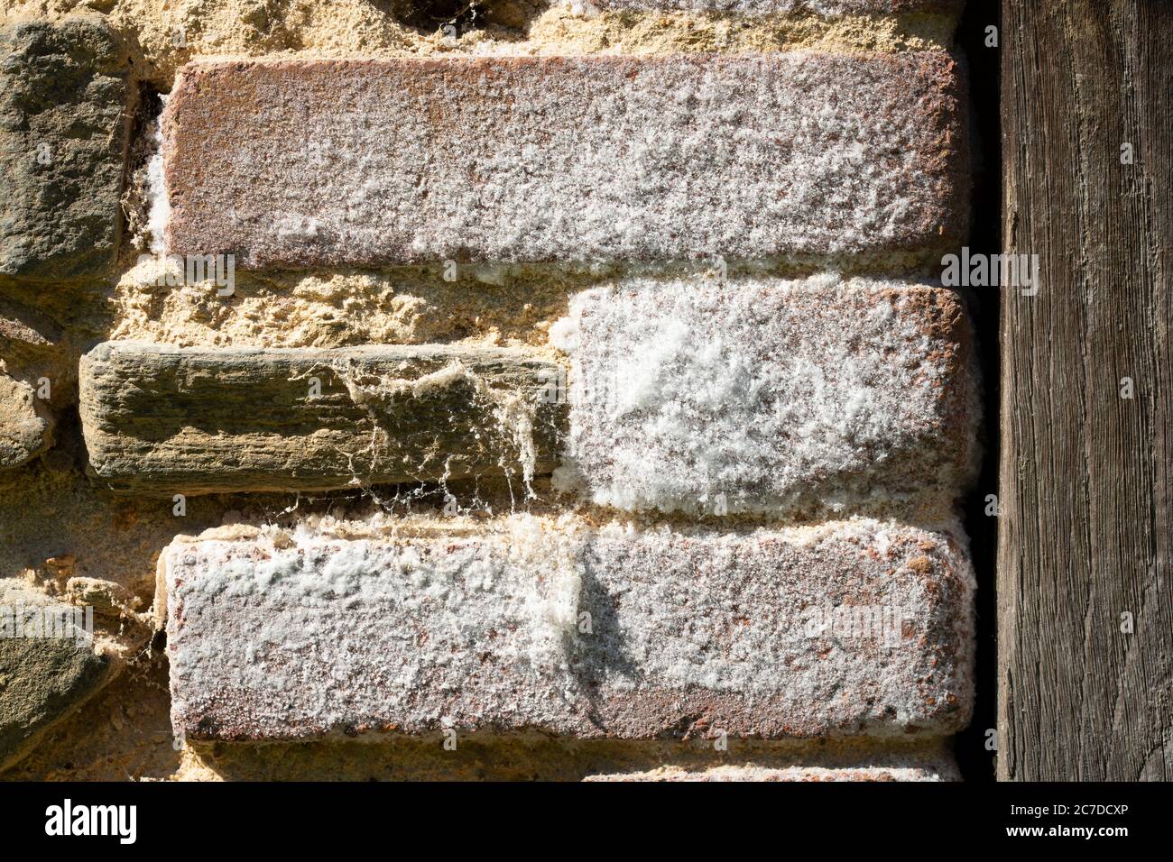 Saltpetre hi-res stock photography and images - Alamy