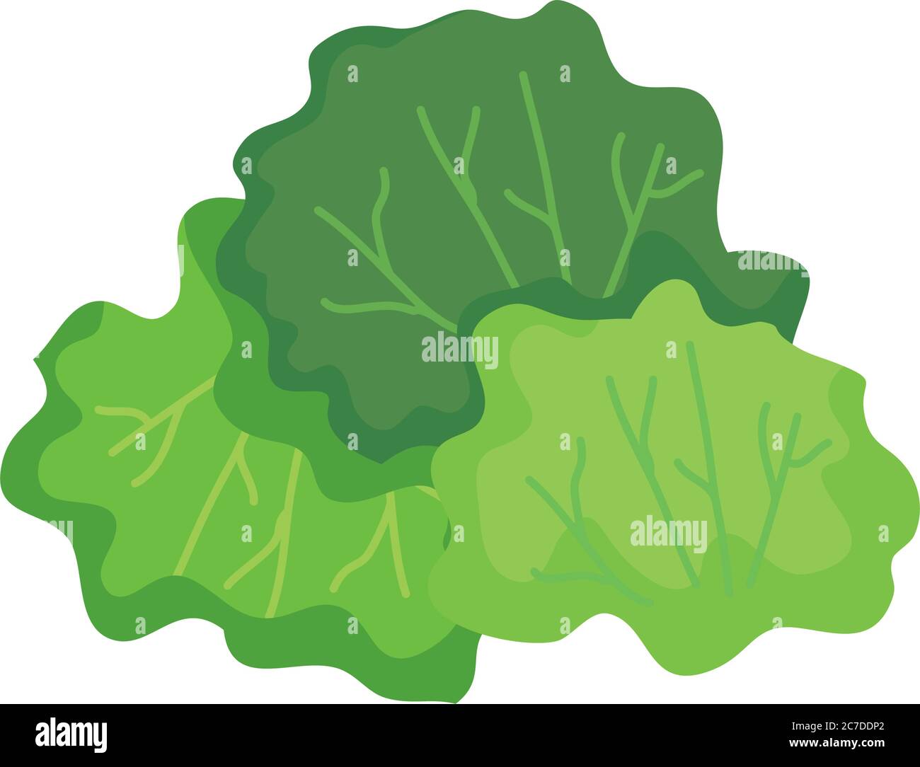 Isolated lettuce vegetable vector design Stock Vector Image & Art - Alamy