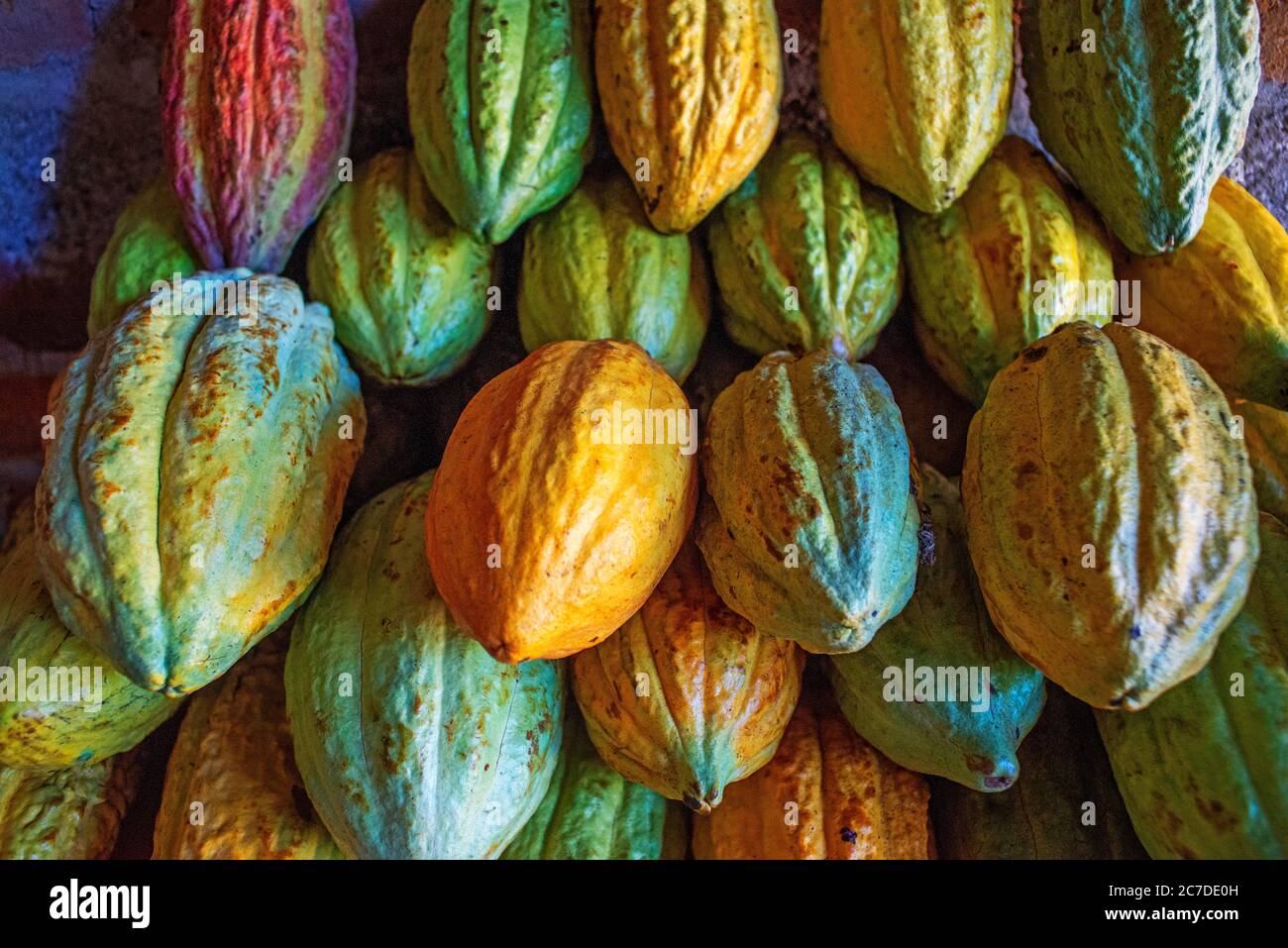 Cocoa plantation el salvador hi-res stock photography and images - Alamy