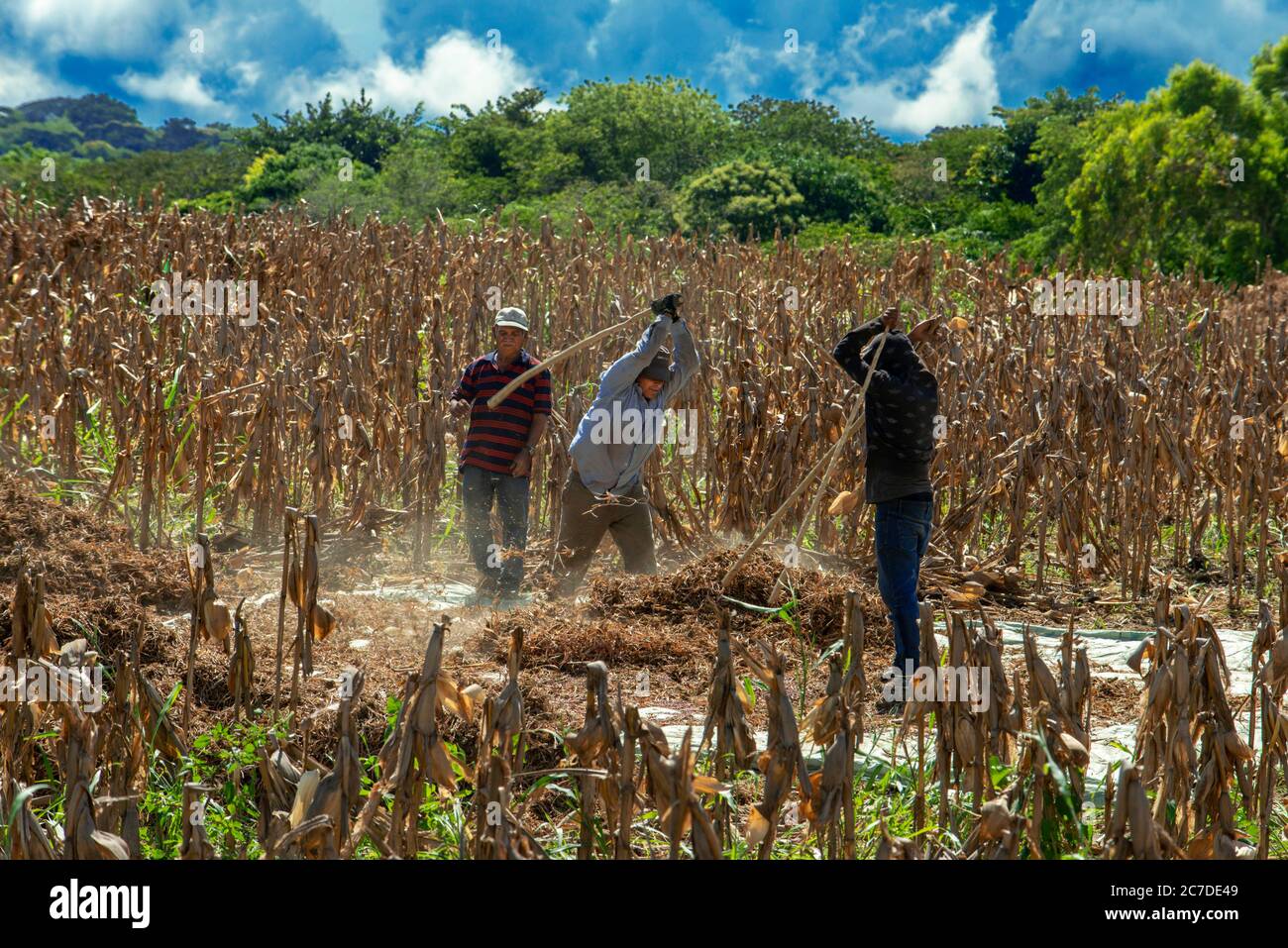 Harvest Field Workers