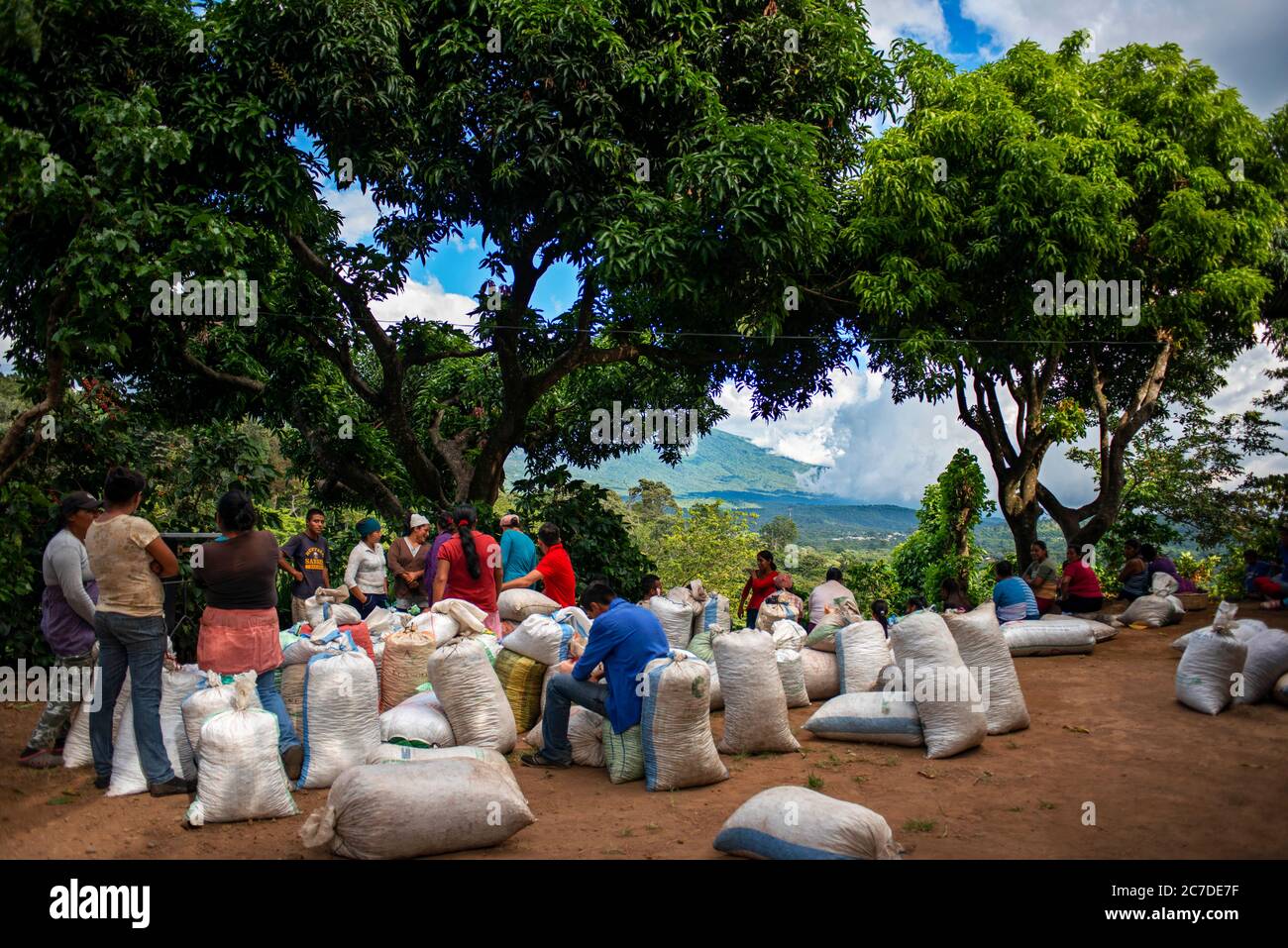 Workers of El Carmen State Organic Coffee brand plantations and ...