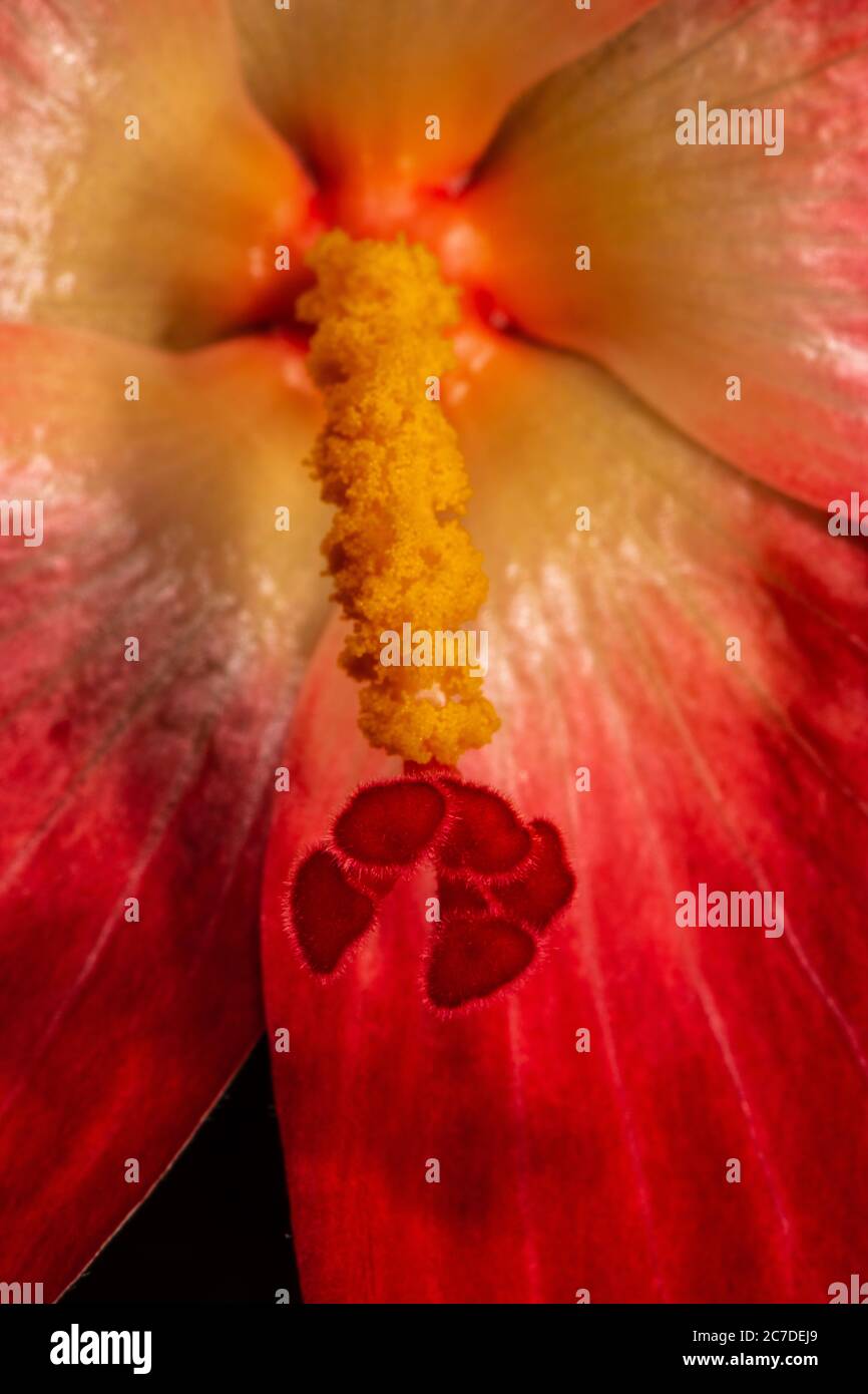 Ambrette flower hi-res stock photography and images - Alamy