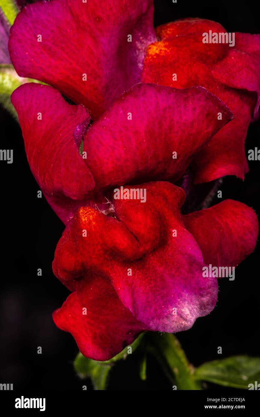 Snapdragon and zinnia hi-res stock photography and images - Alamy