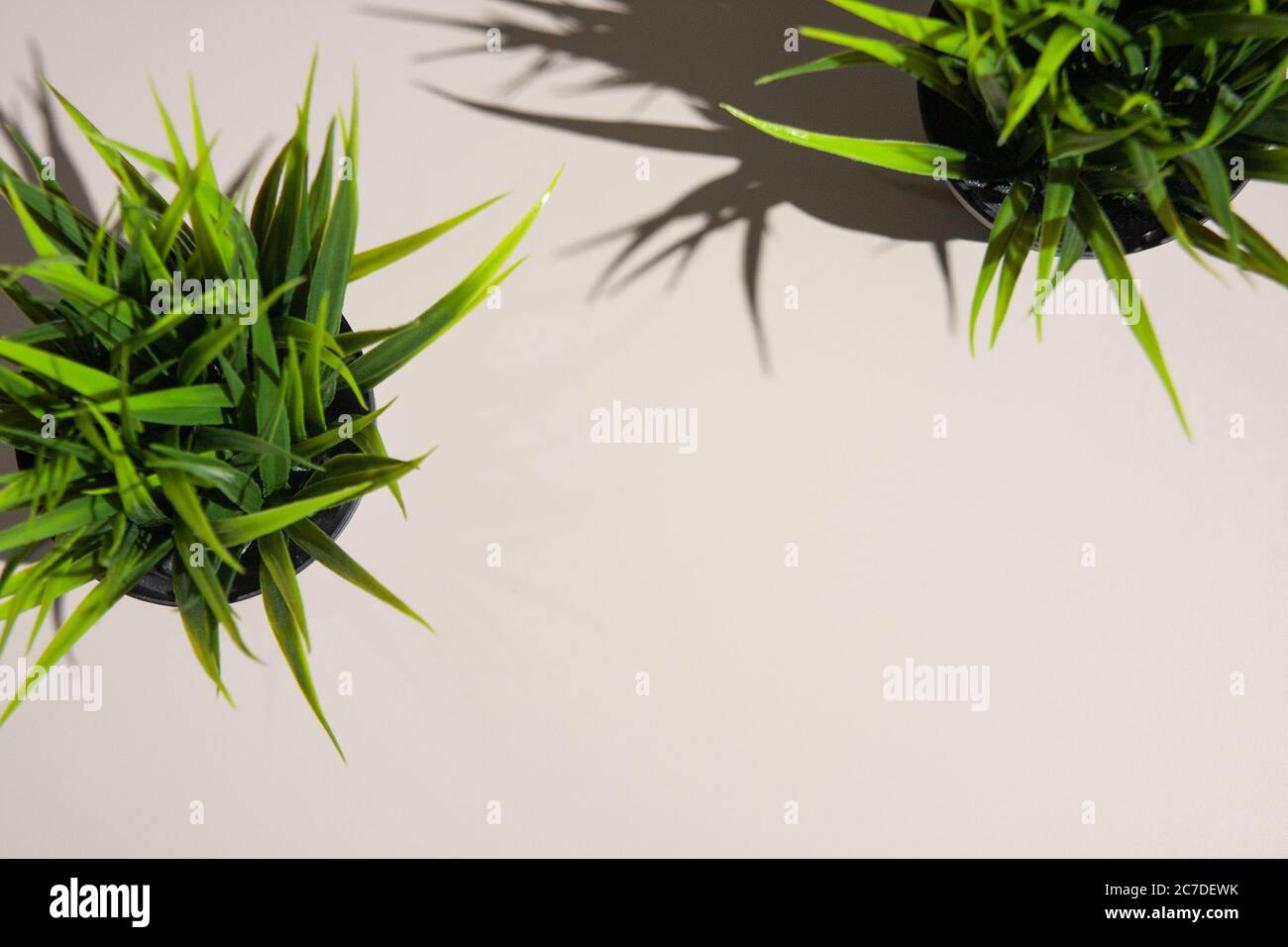 Light office desk table with green grass. Top view with copy space ...