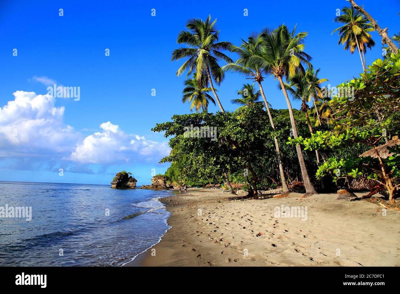 Tropical palm trees in Saint Lucia Stock Photo - Alamy