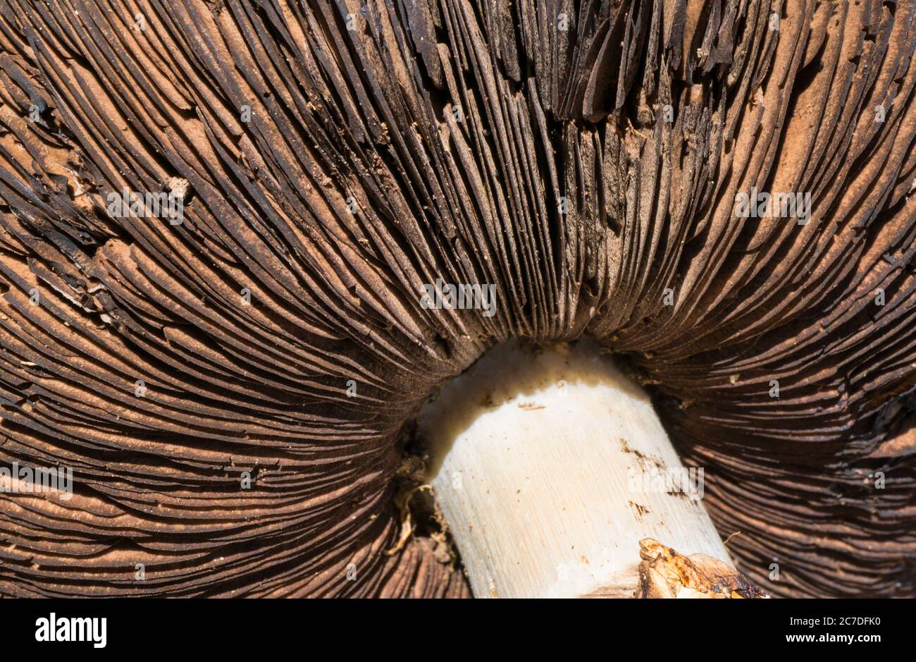 Macro photo of textured mushroom tops Stock Photo - Alamy