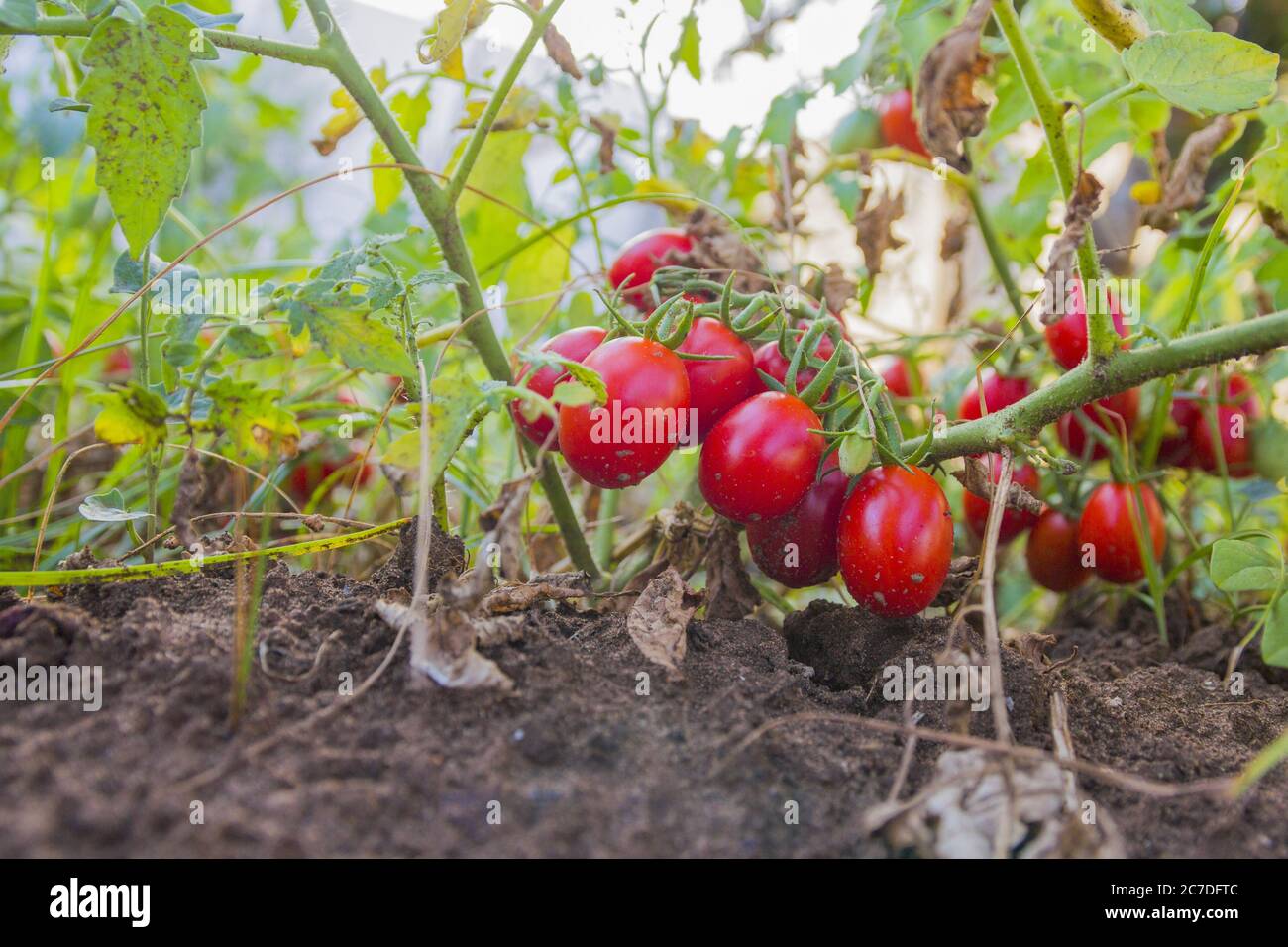 Small red tomatoes hi-res stock photography and images - Alamy