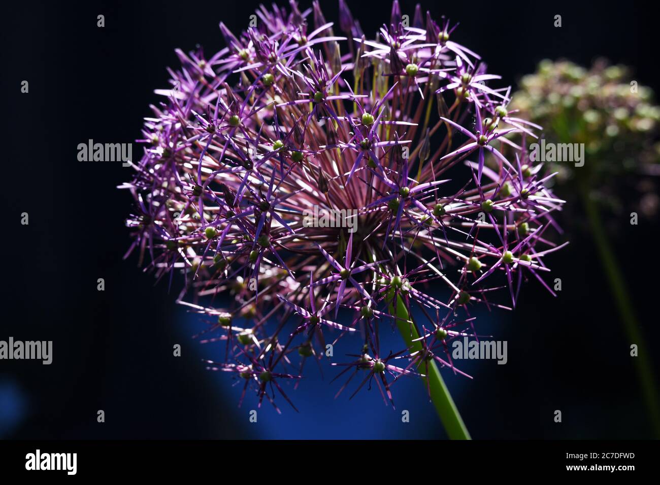 An allium flower reaches the end of its life after a warm spring in ...