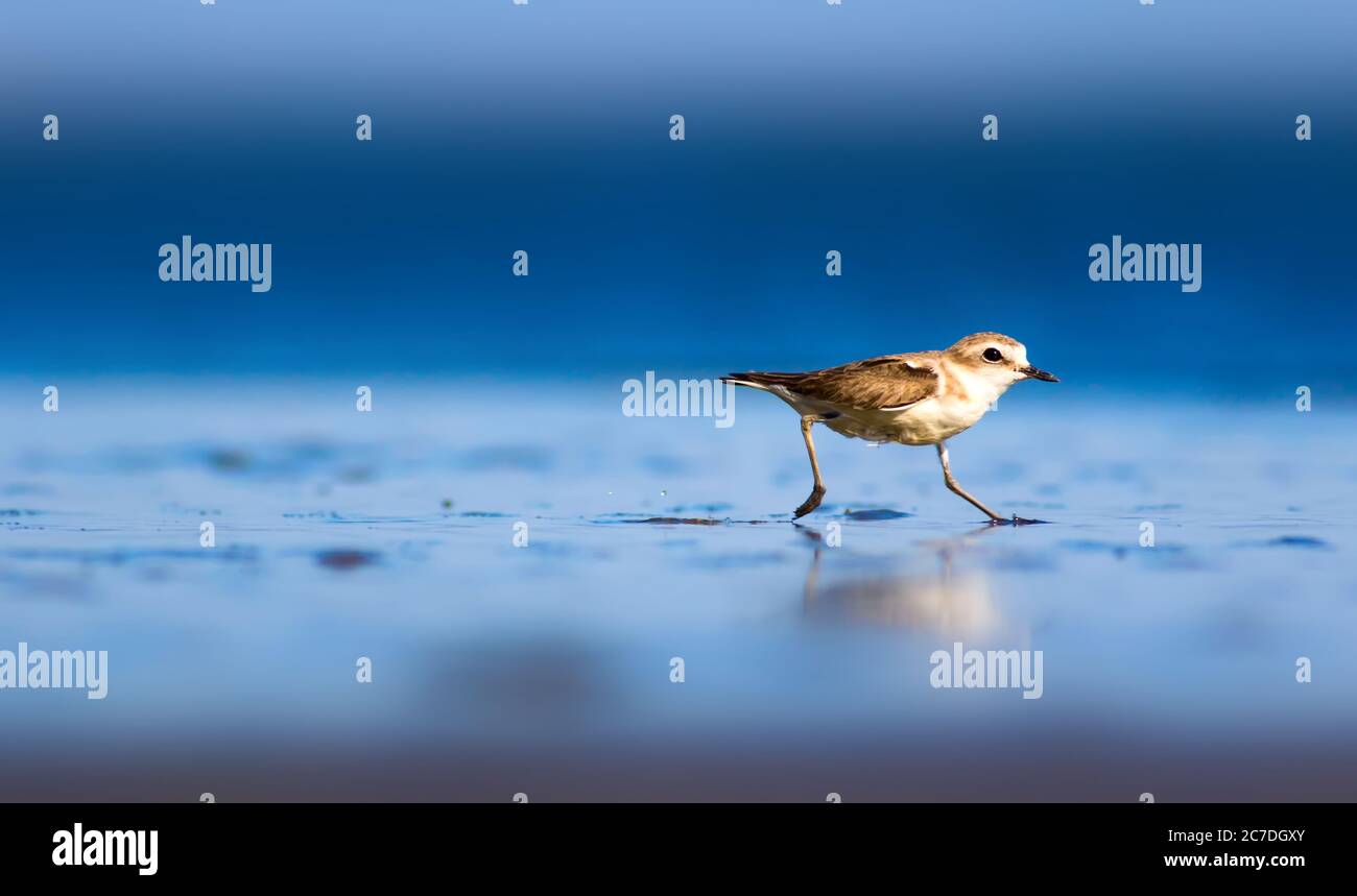 Cute little water bird. Blue sea nature background. Common water bird ...