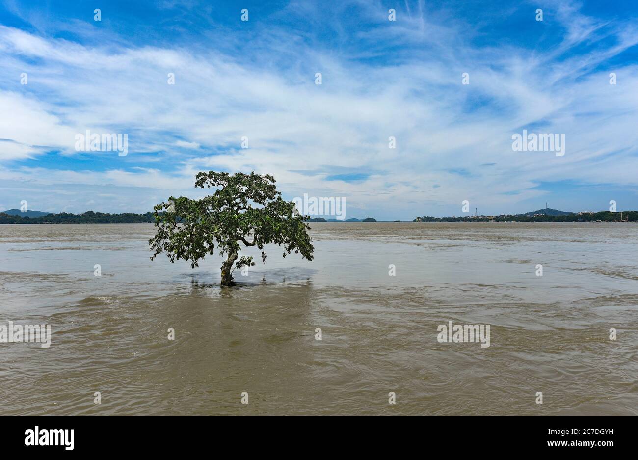 July 16, 2020, Guwahati, Assam, India: A tree is seen partially ...