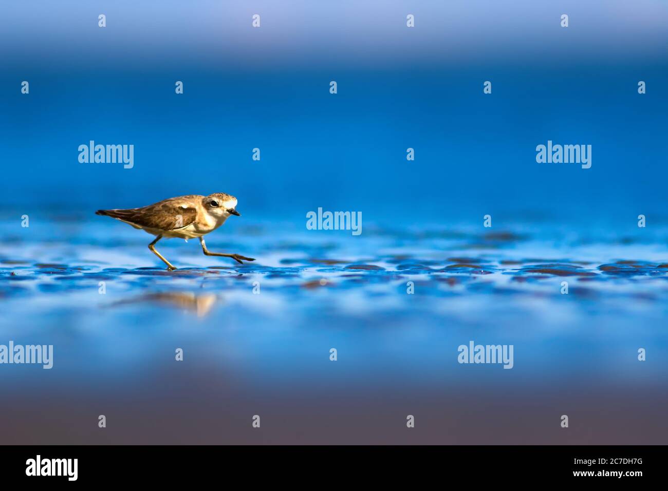 Cute little water bird. Blue sea nature background. Common water bird ...