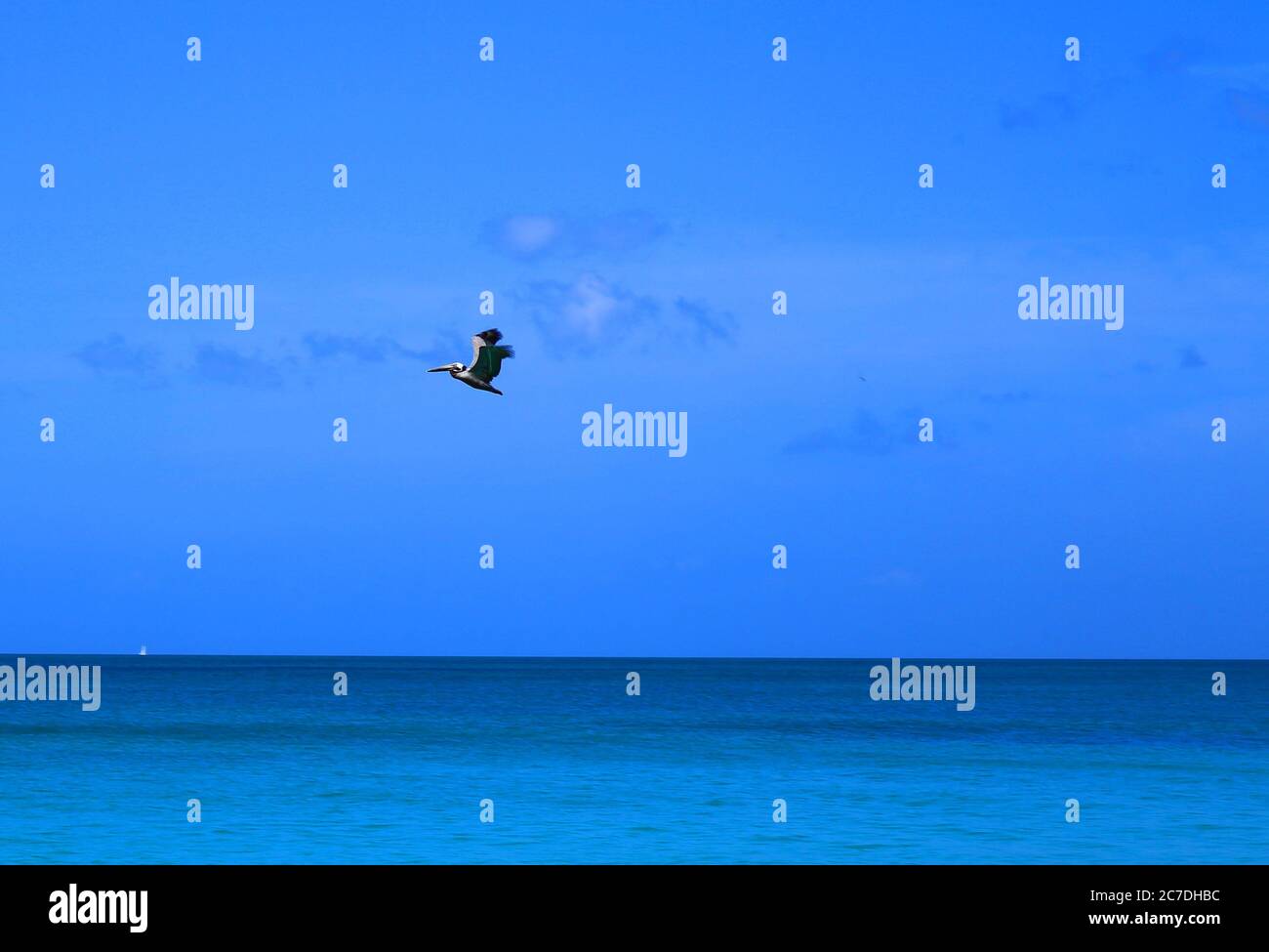 One bird flying over the beautiful blue water Stock Photo - Alamy