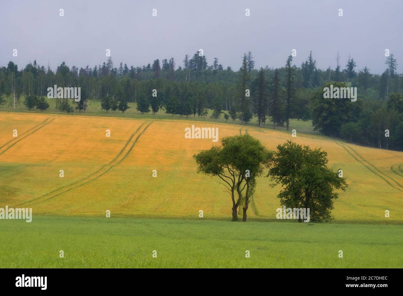 Cultivated forests hi-res stock photography and images - Alamy