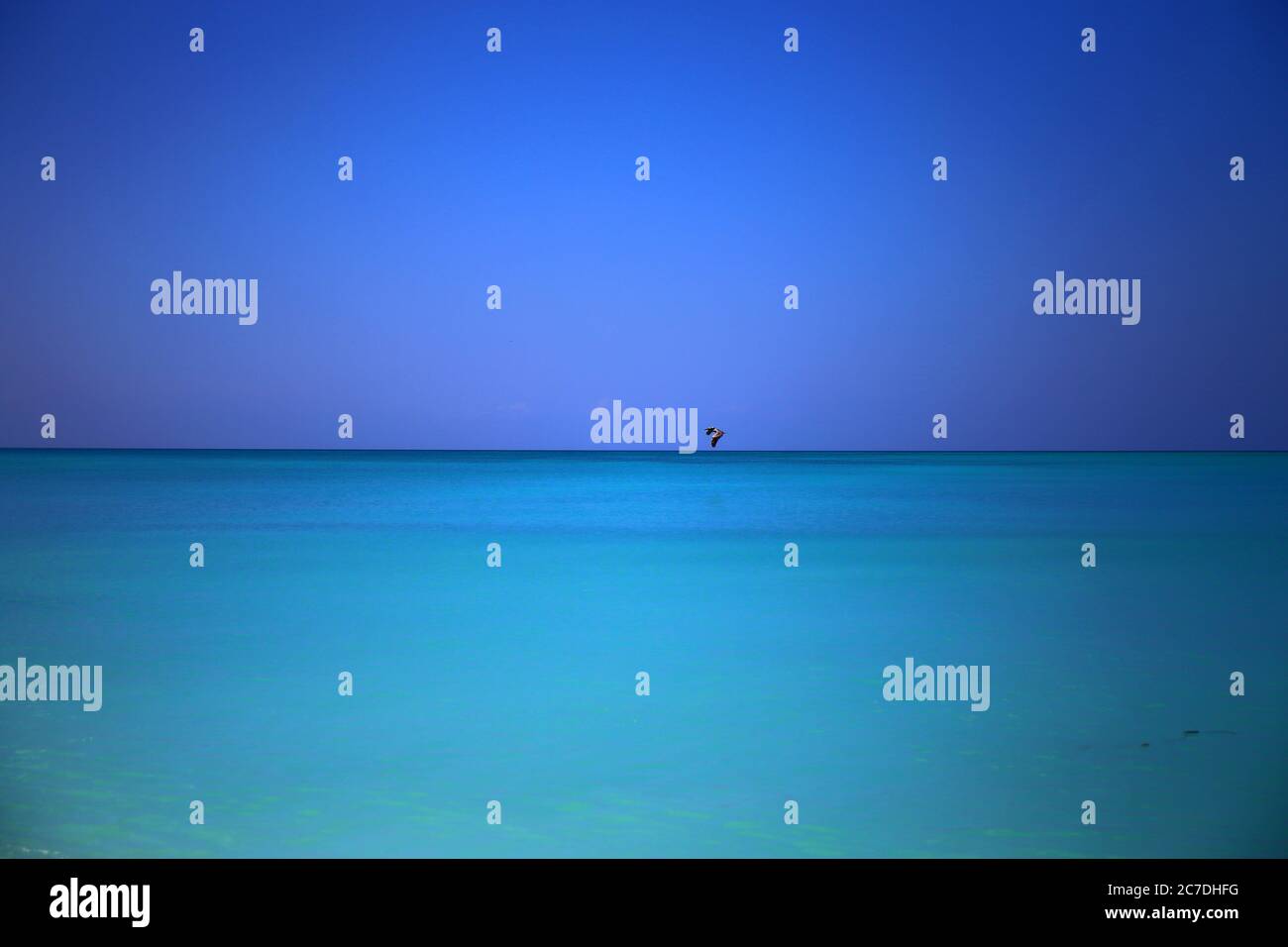 One bird flying over the beautiful blue water Stock Photo - Alamy