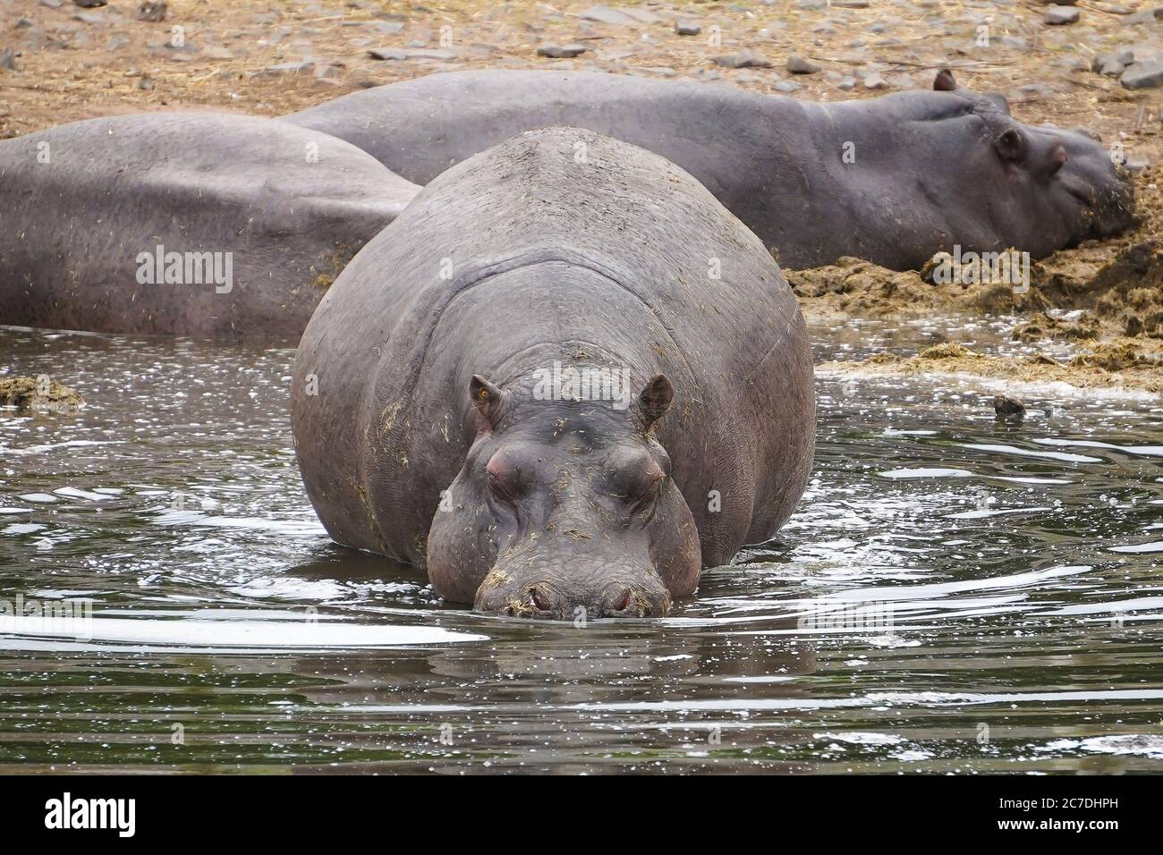 Bloat of hippos hi-res stock photography and images - Alamy