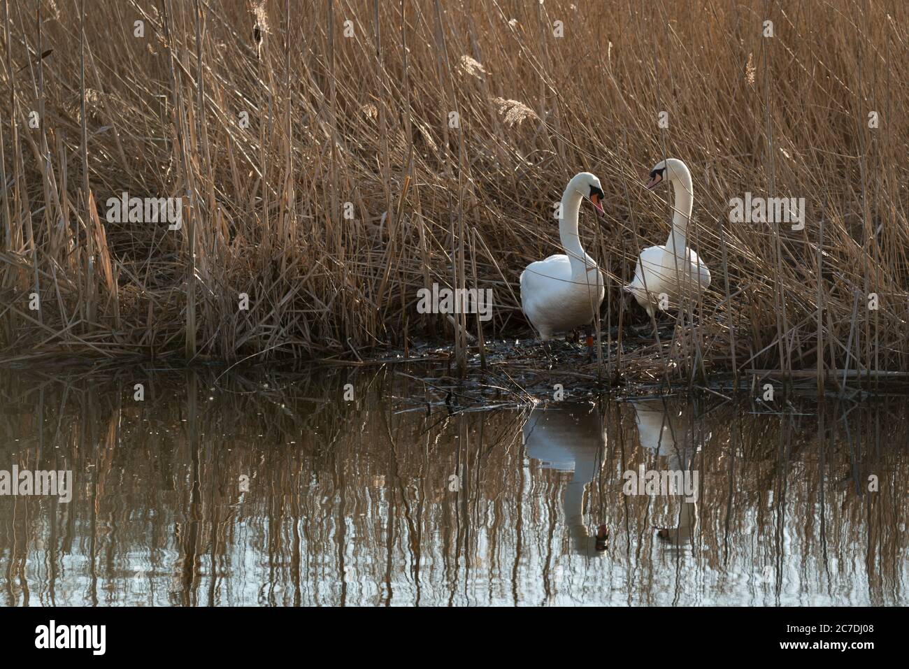Swans in the sedge in the Lee Valley Country Park on the Essex ...
