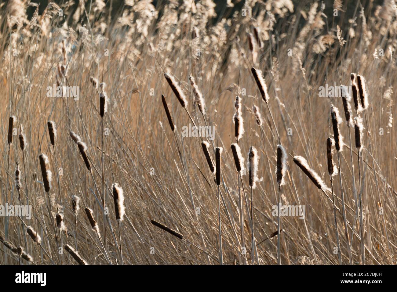 Reed Border High Resolution Stock Photography and Images - Alamy