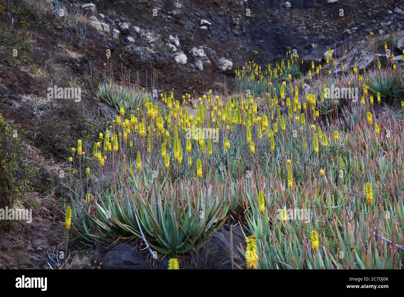 Flowers in cape verde hi-res stock photography and images - Alamy