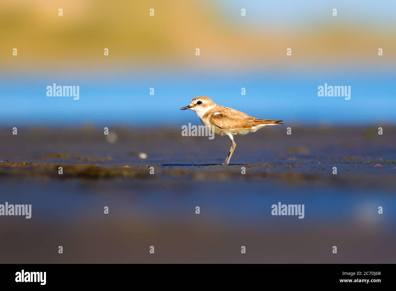 Cute little water bird. Blue sea nature background. Common water bird ...