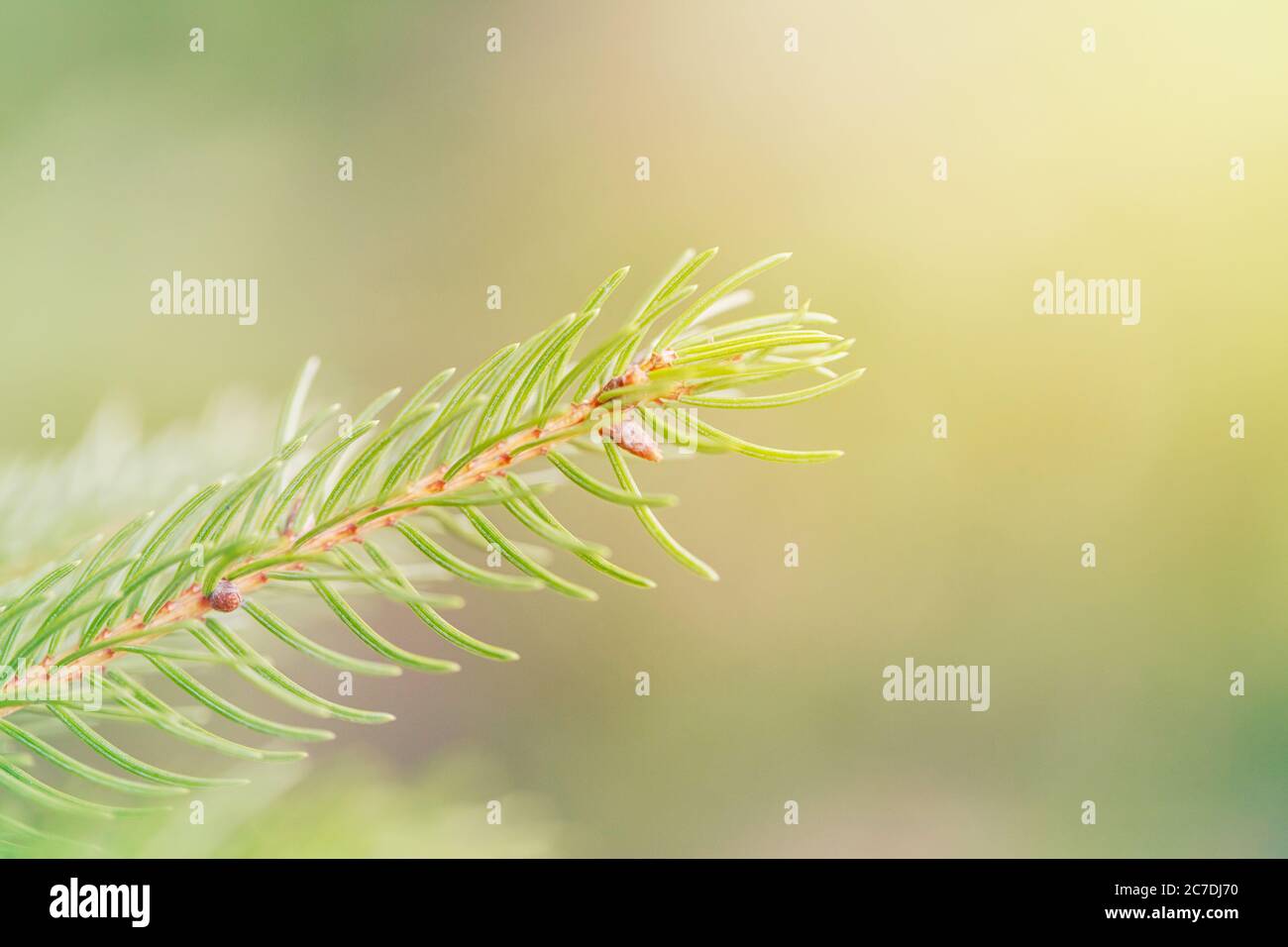 Beautiful natural spring tree background. Light green pine tree ...