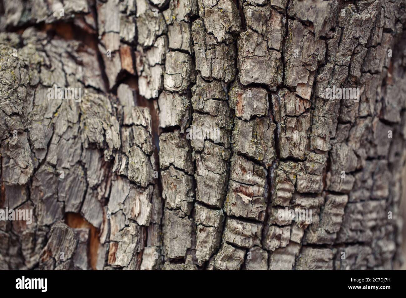 Natural wooden texture background. Closeup macro of old aged tree bark ...