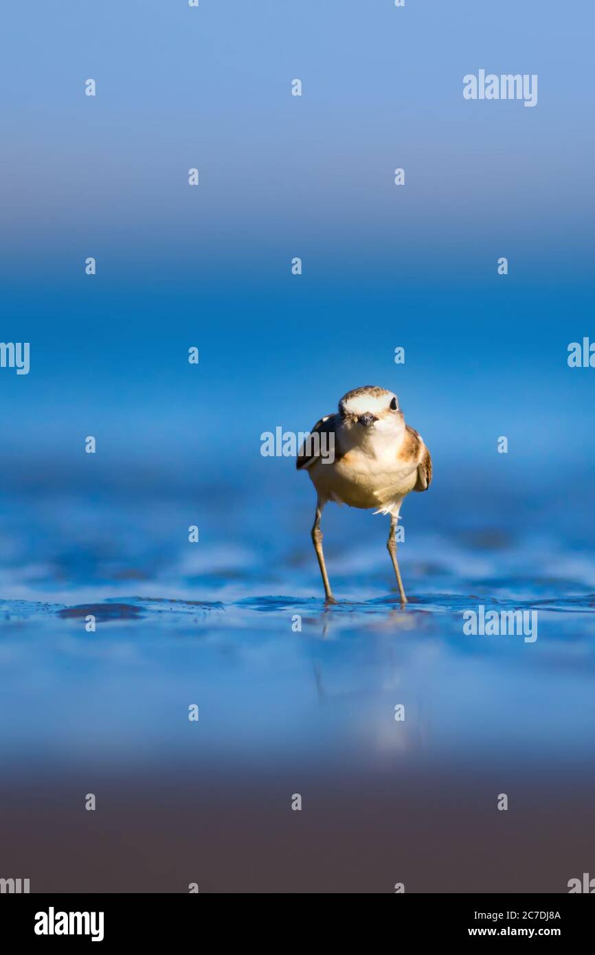 Cute little water bird. Blue sea nature background. Common water bird ...