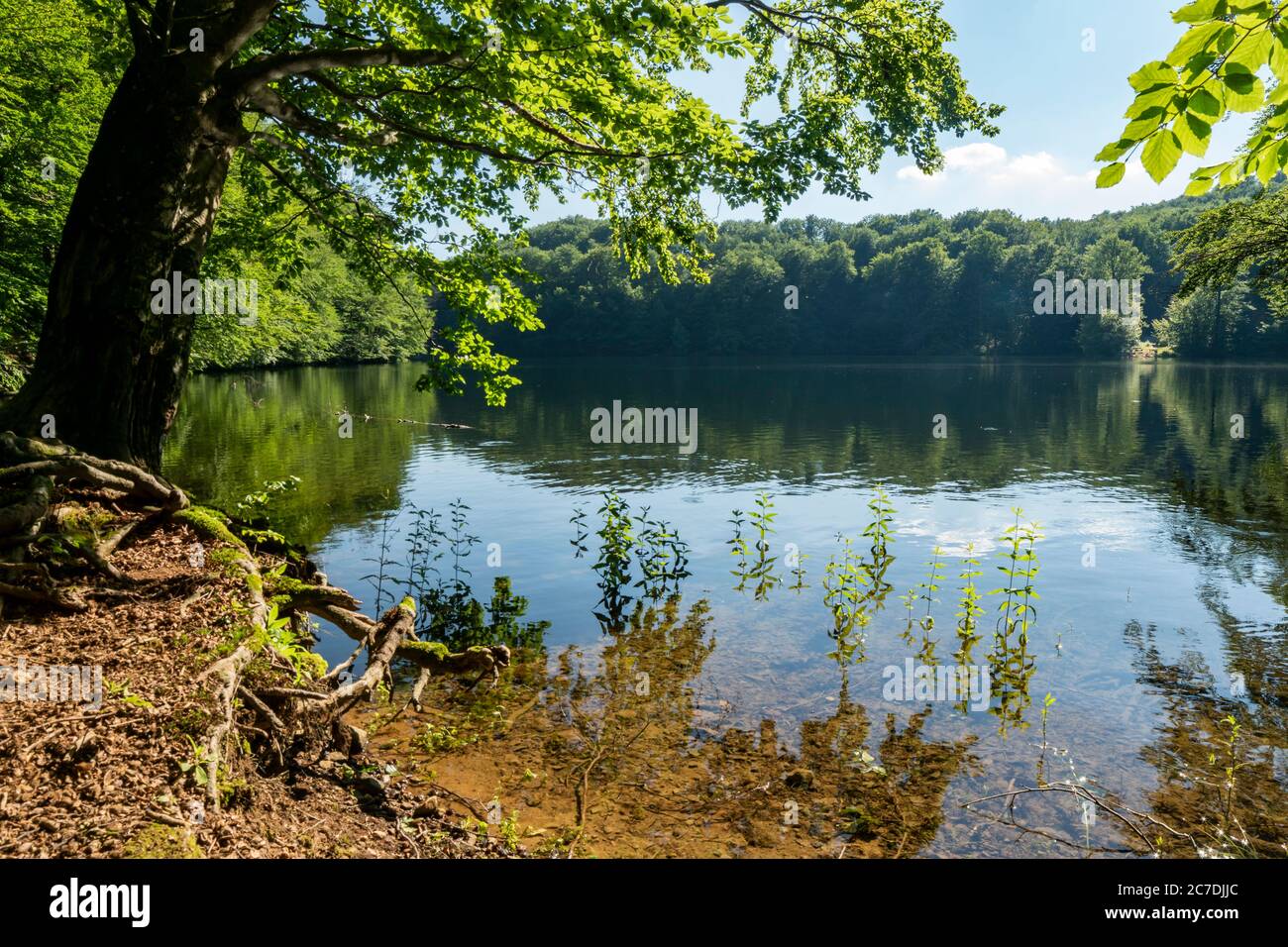 Morske oko lake in English "Sea Eye" (called Velke Vihorlatske jazero ...