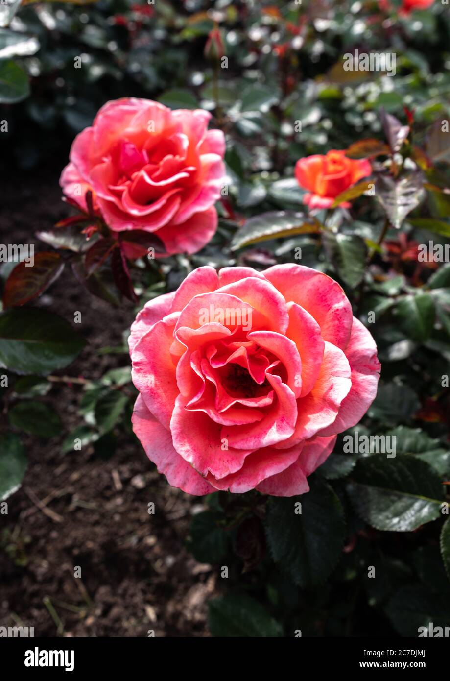 Rose breeding hi-res stock photography and images - Alamy