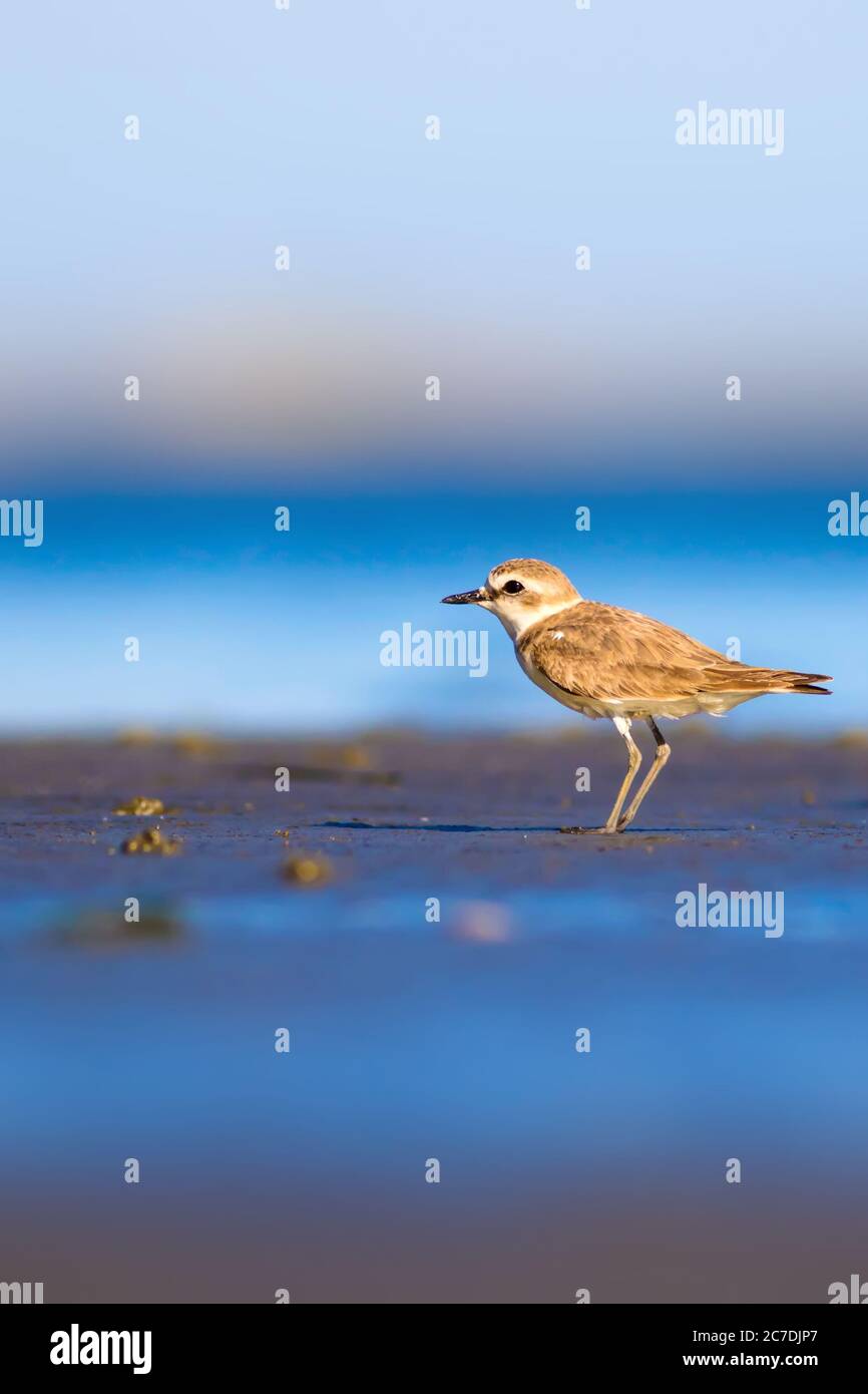 Cute little water bird. Blue sea nature background. Common water bird ...
