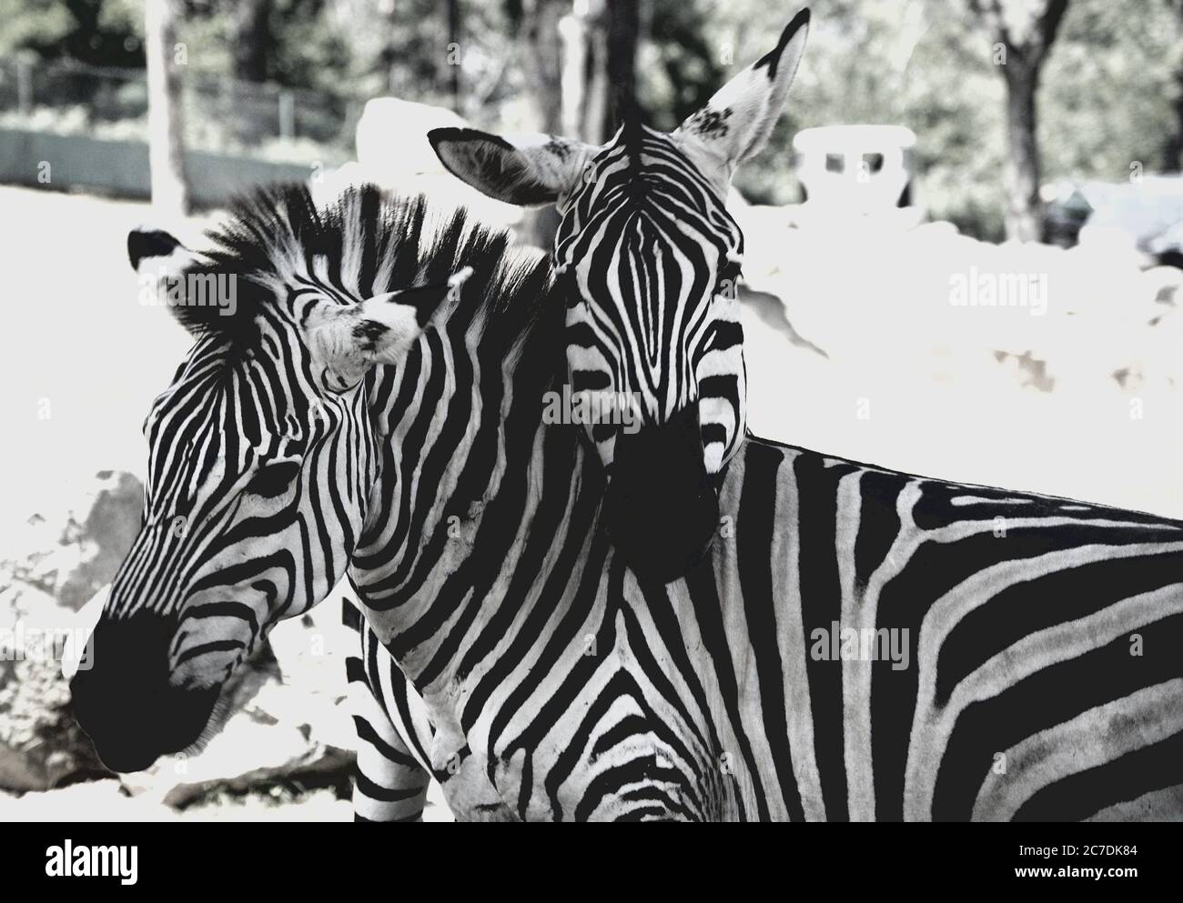 Greyscale shallow focused shot of a cute zebra putting its head on ...