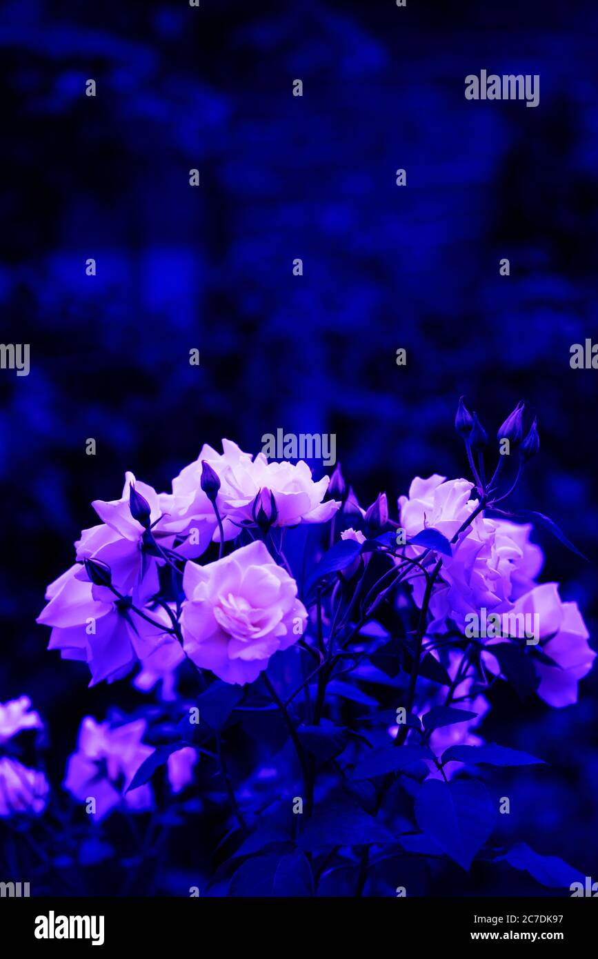 Bouquet of neon blue-violet roses close-up. Bright background with ...