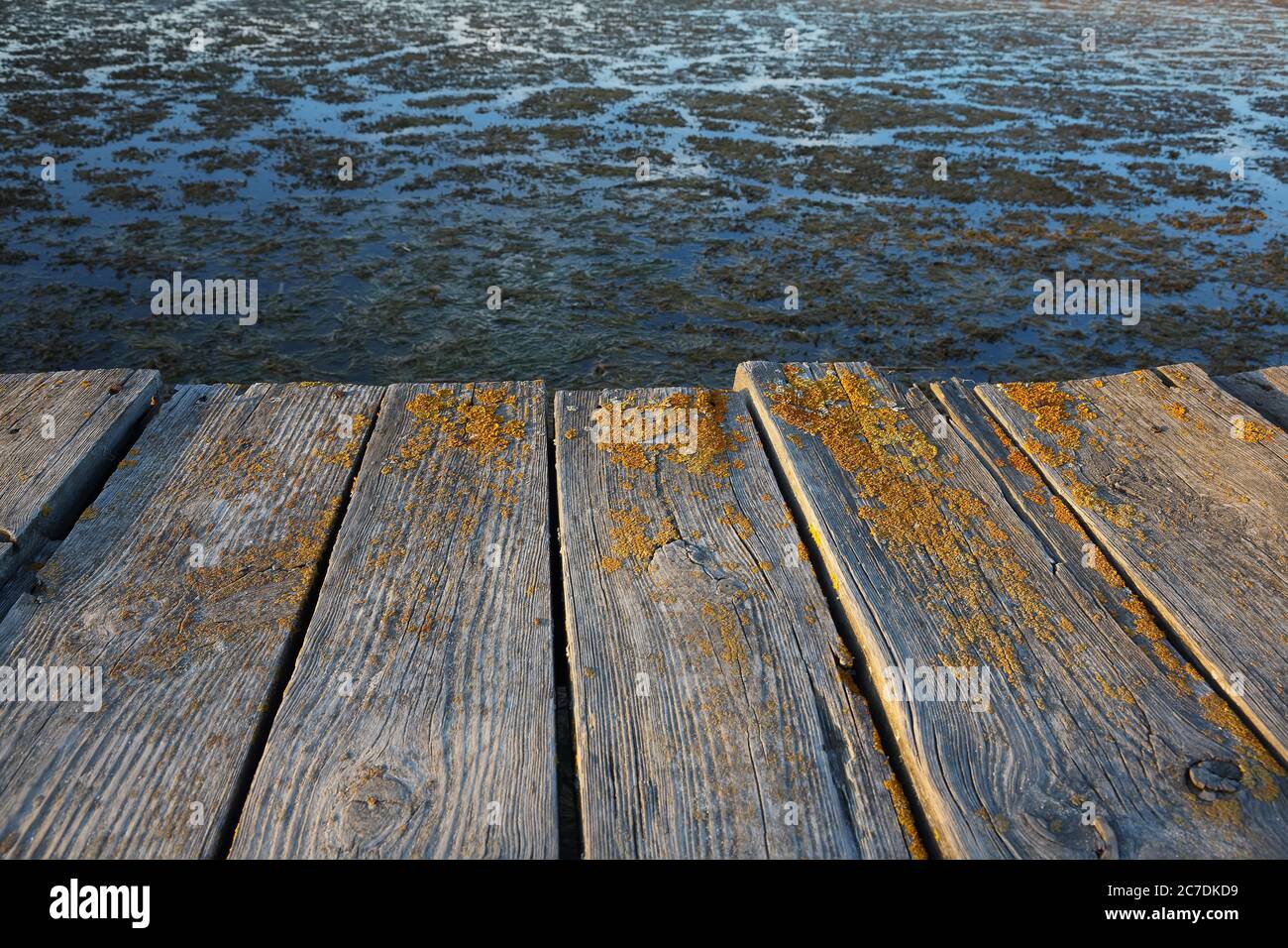 Photography of a wooden platform over the swamp. Old Wood deck with ...