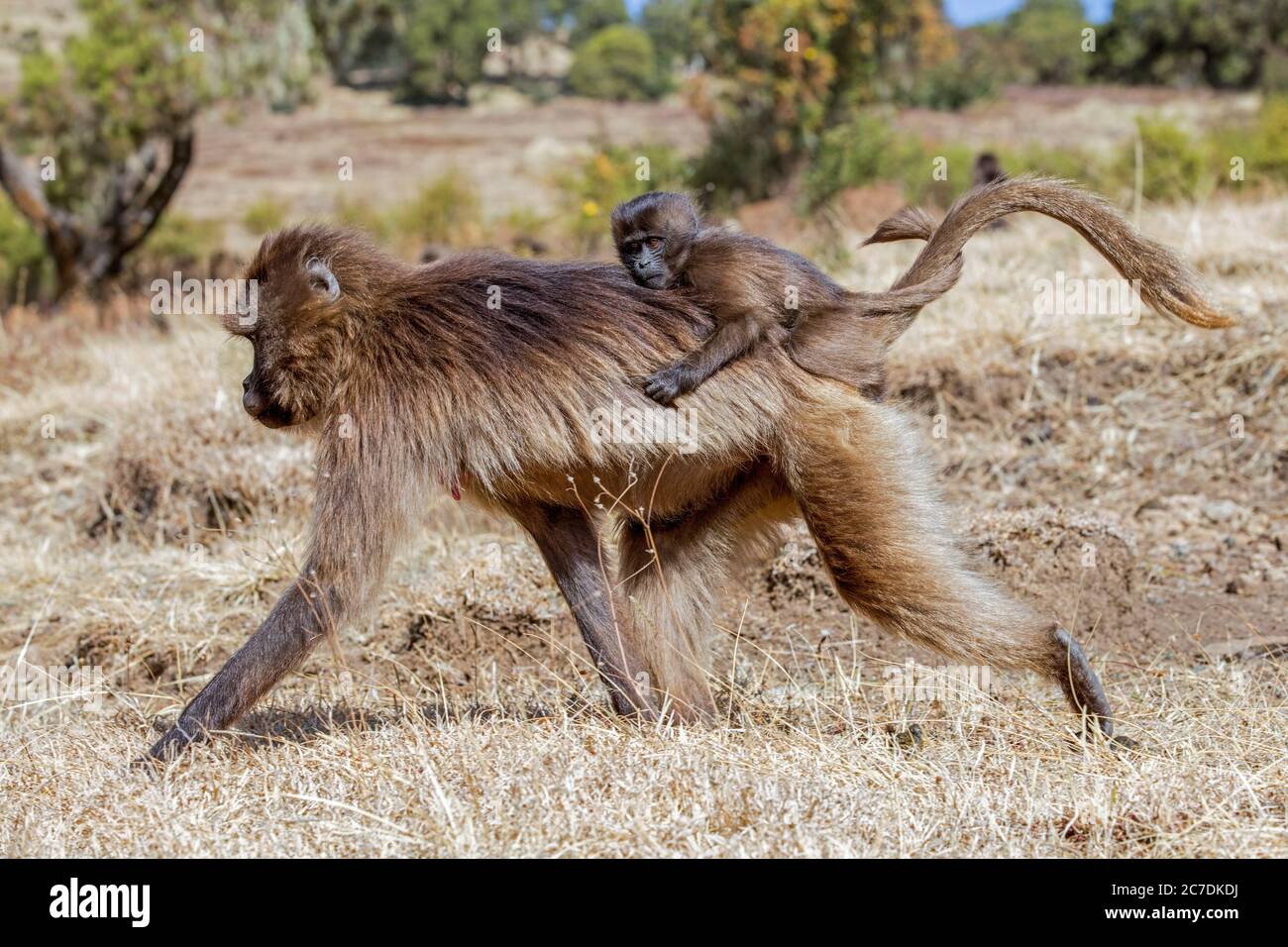 Gelada baboon / bleeding-heart monkey (Theropithecus gelada) female ...