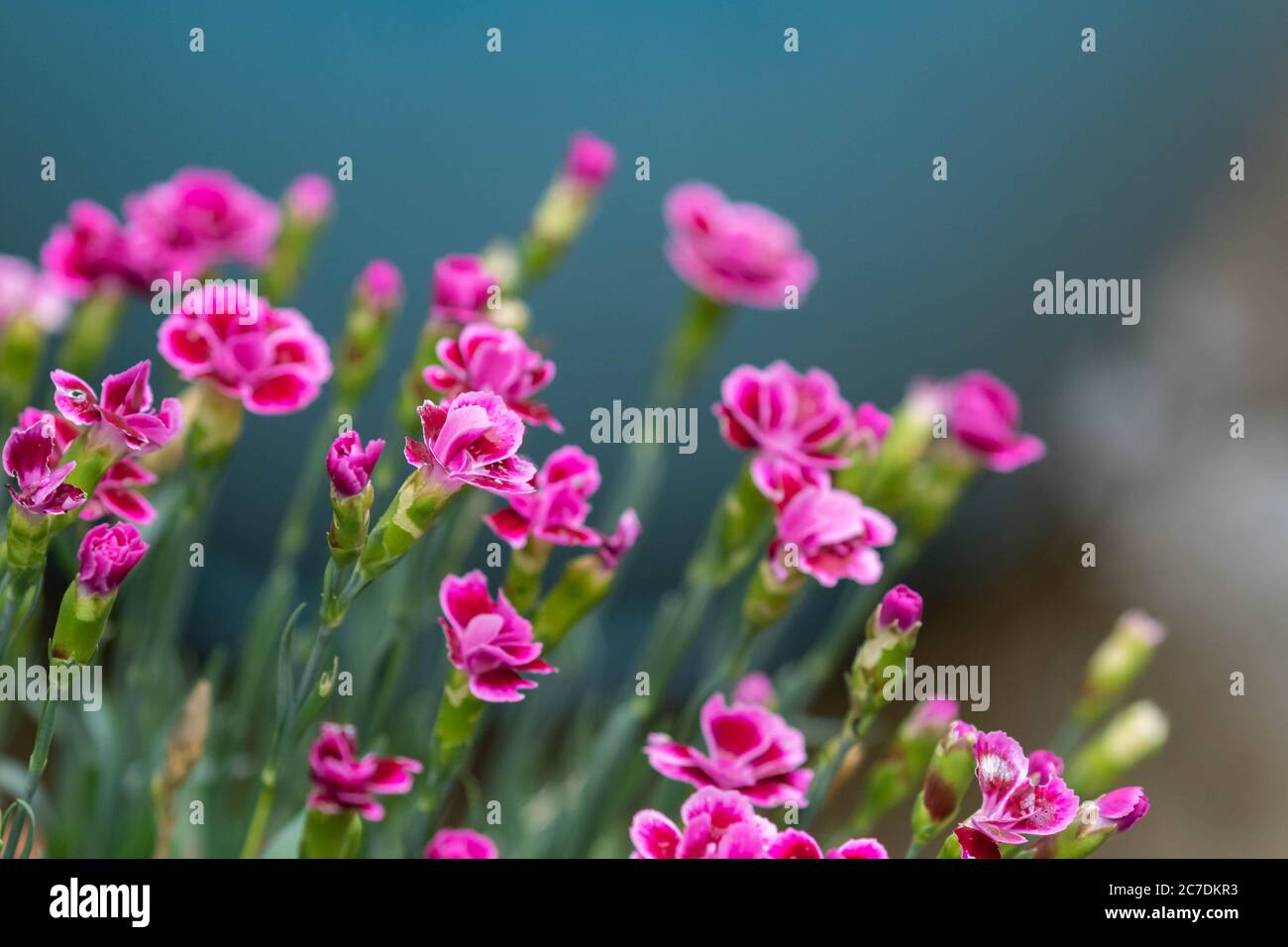 Carnation flowers (Dianthus caryophyllus Stock Photo - Alamy