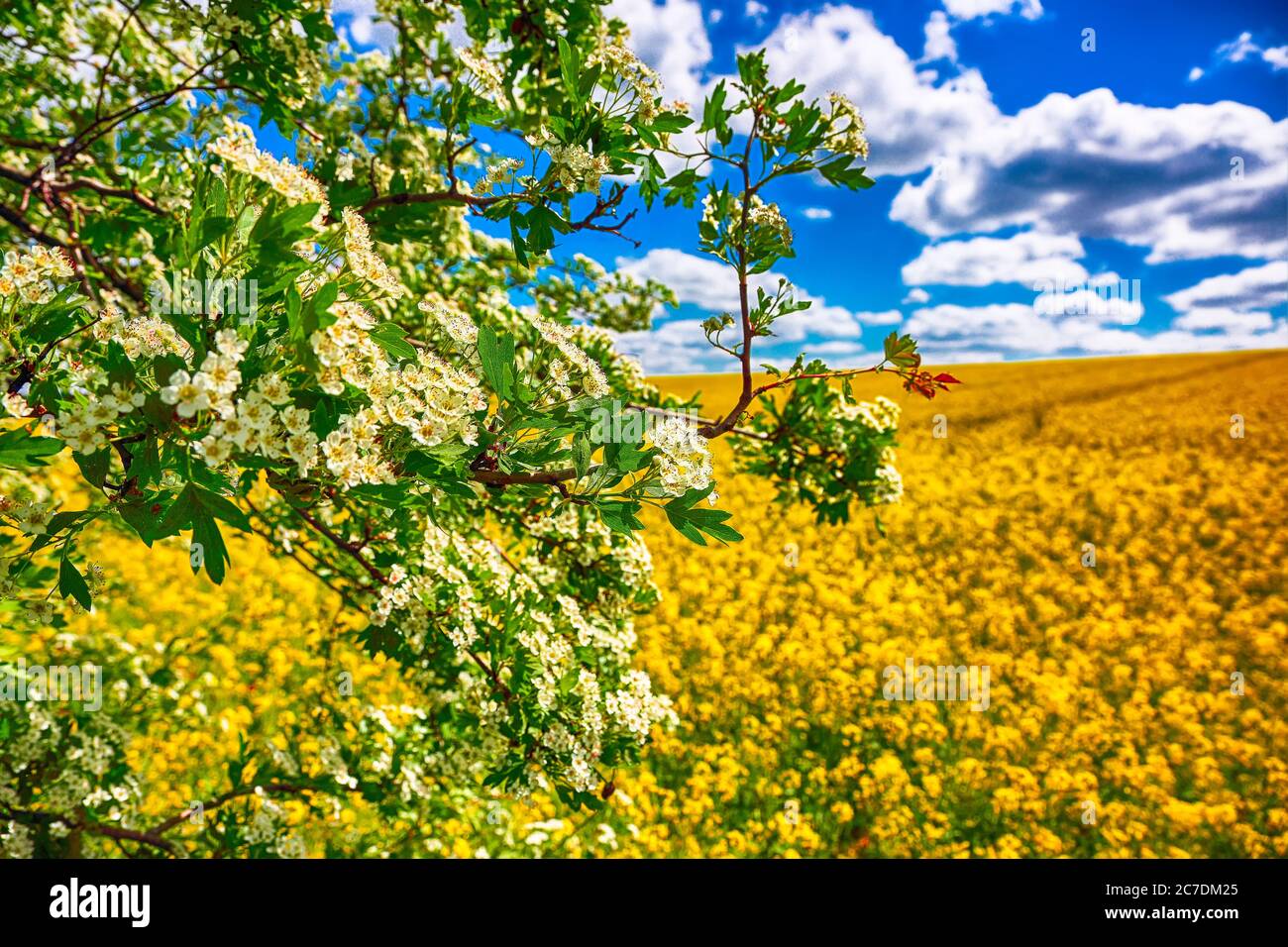 Lonely hawthorn tree flowering against blooming colza field. Blue ...