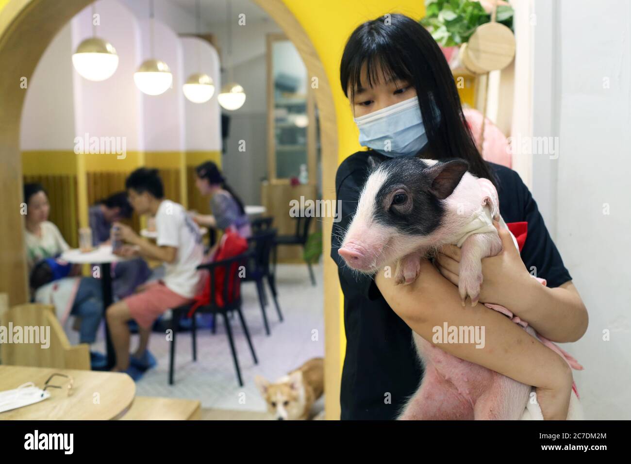 Chengdu, China. 15th July, 2020. People are playing with pigs in a mini ...